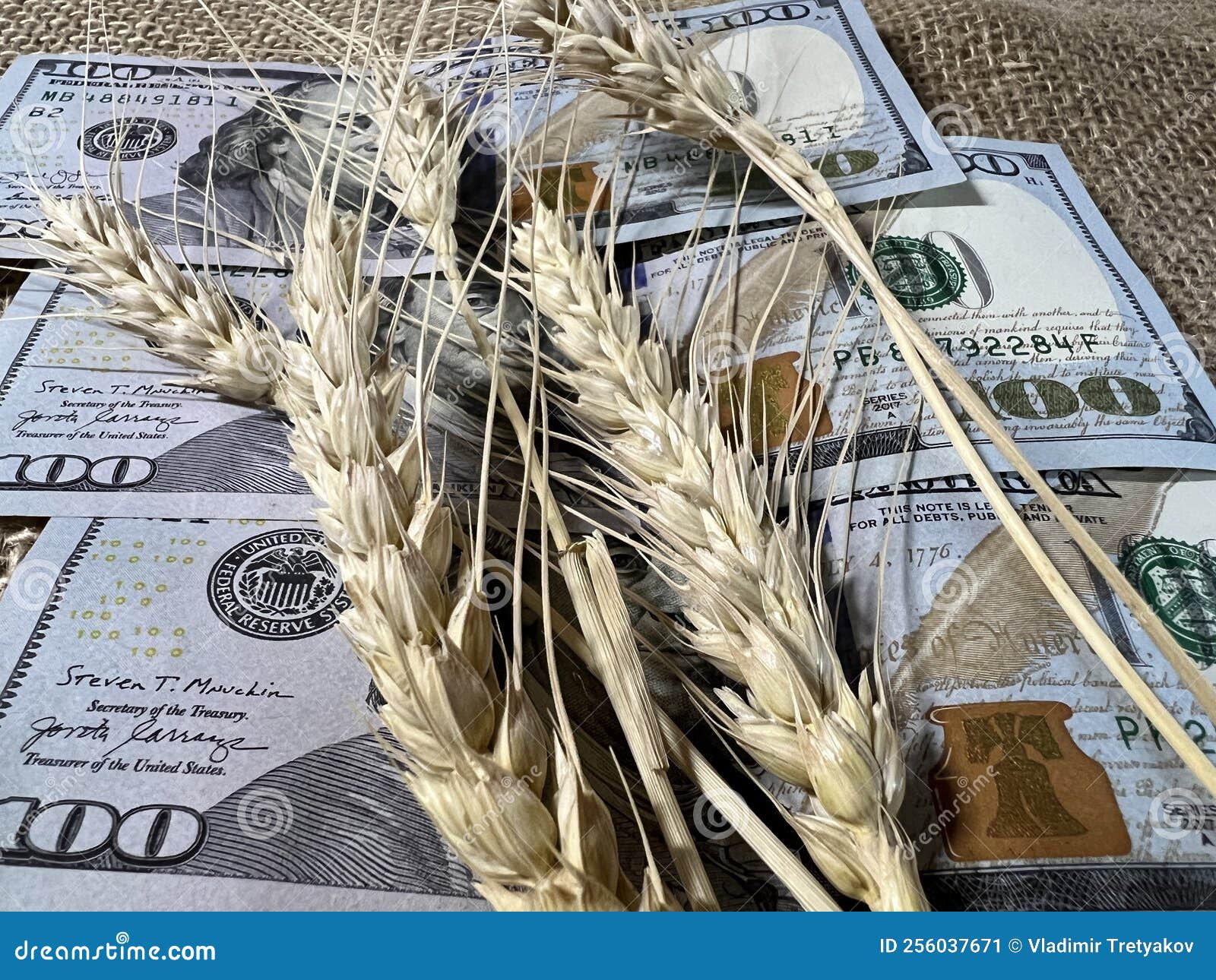 Dollar Bills and Wheat Stalks are on the Table Stock Image - Image of ...
