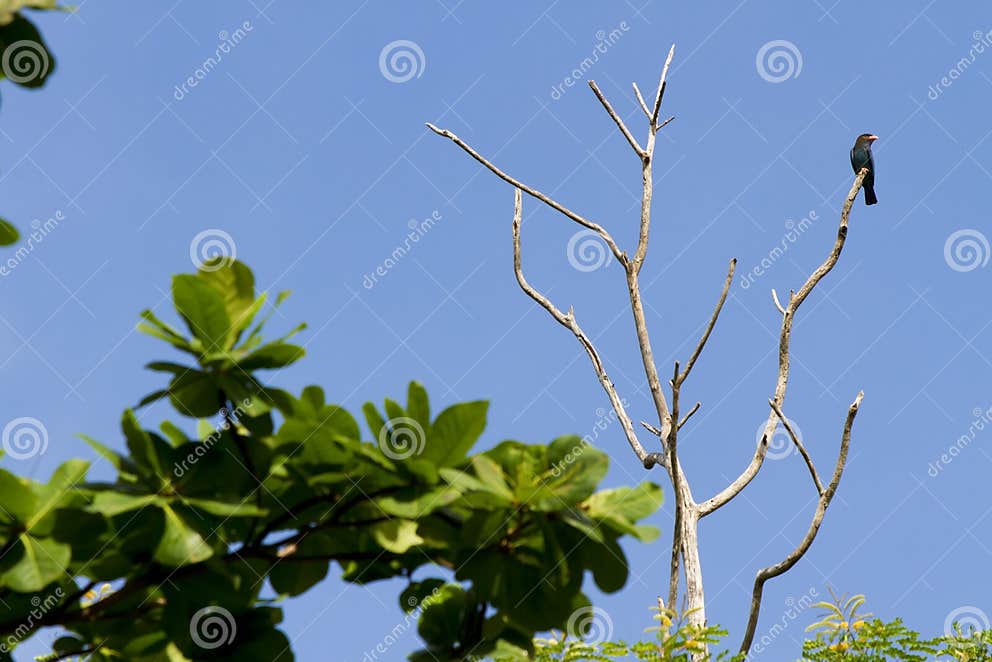 Dollar bird stock photo. Image of blue, sitting, wild - 26171124