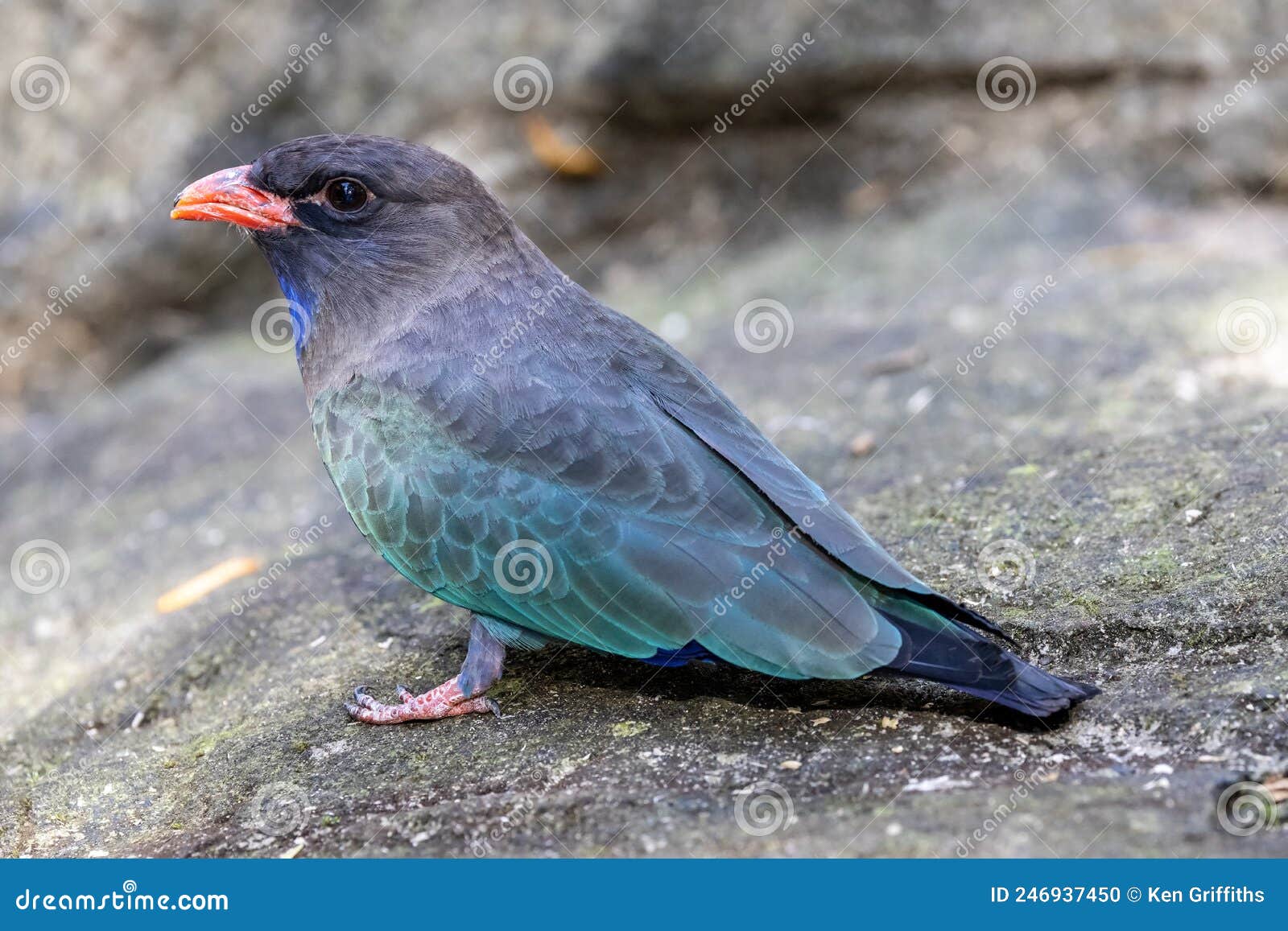 Dollar Bird stock photo. Image of australia, nature - 246937450