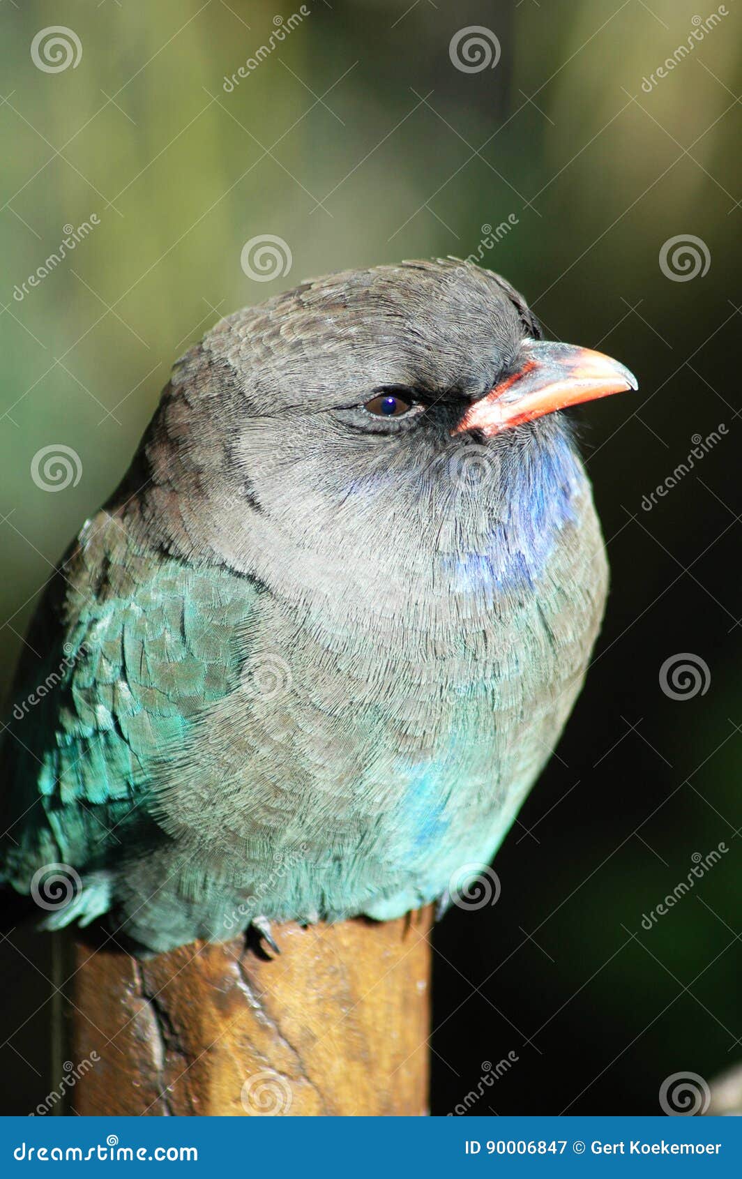 Dollar Bird stock image. Image of beautiful, beak, bird - 90006847