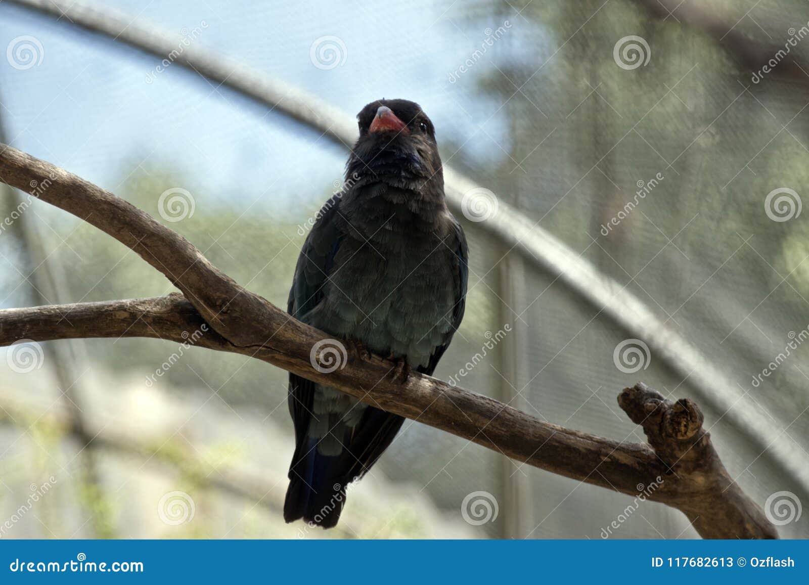 A dollar bird stock image. Image of aqua, black, orange - 117682613
