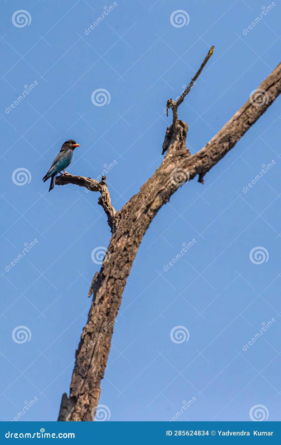 A Dollar Bird Sitting stock photo. Image of small, flying - 285624834