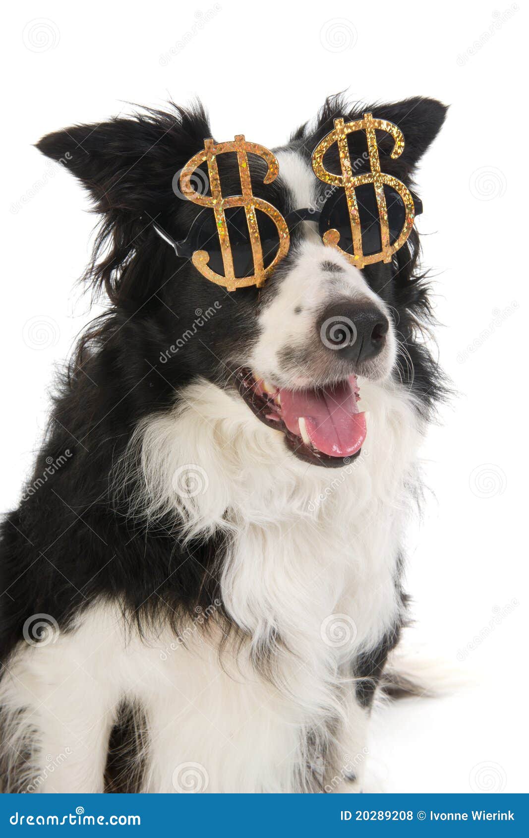 Dollar dog stock photo. Image of collie, sign, isolated - 20289208