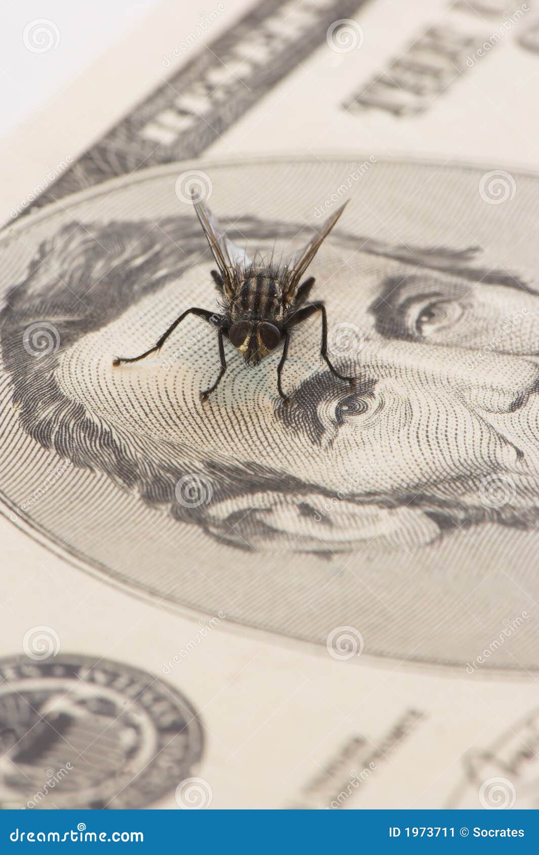 Dollar fly - macro stock image. Image of head, annoying - 1973711 Dollar fly - macro stock image. Image of head, annoying - 1973711