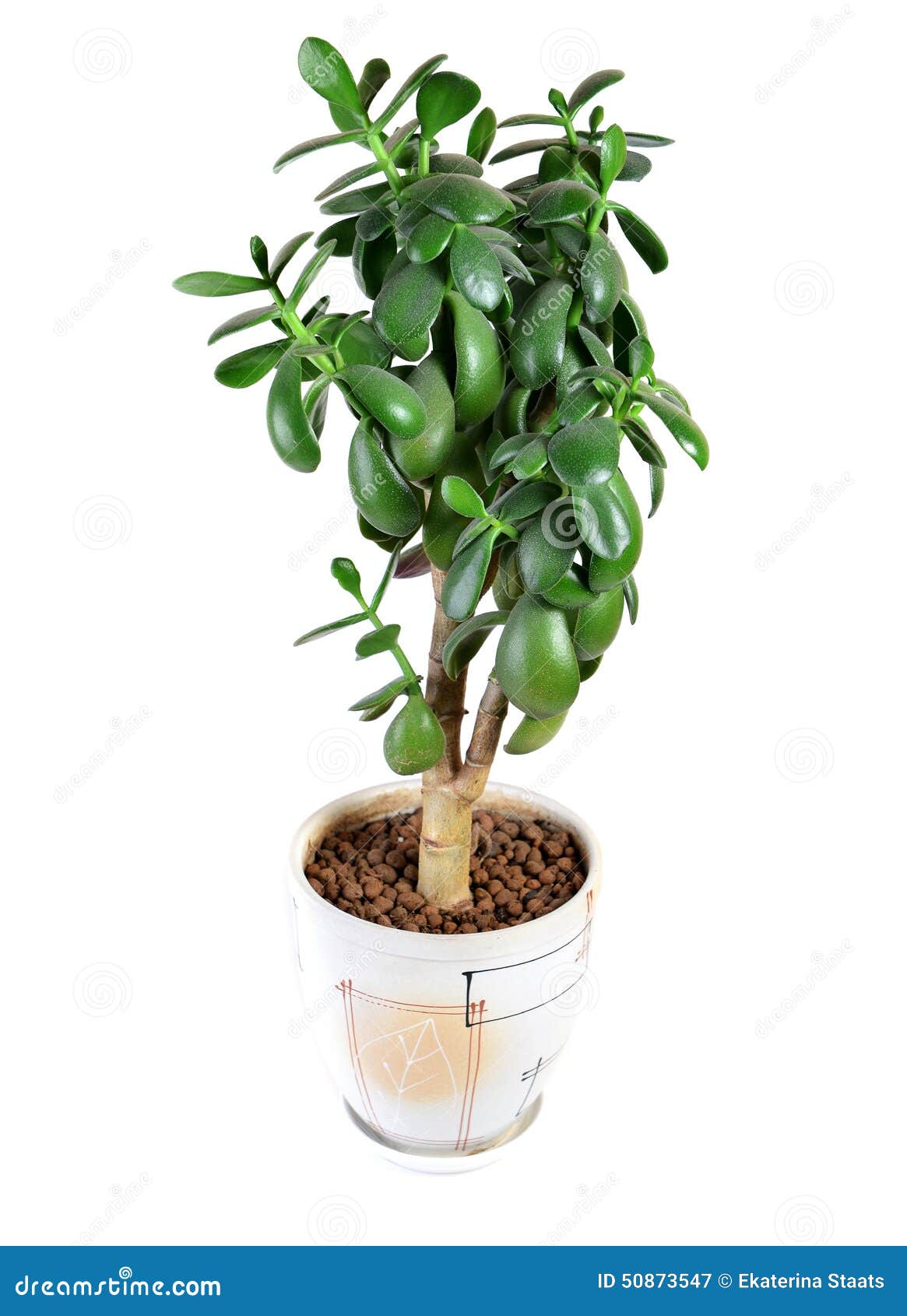 Dollar plant or money tree stock image. Image of background - 50873547