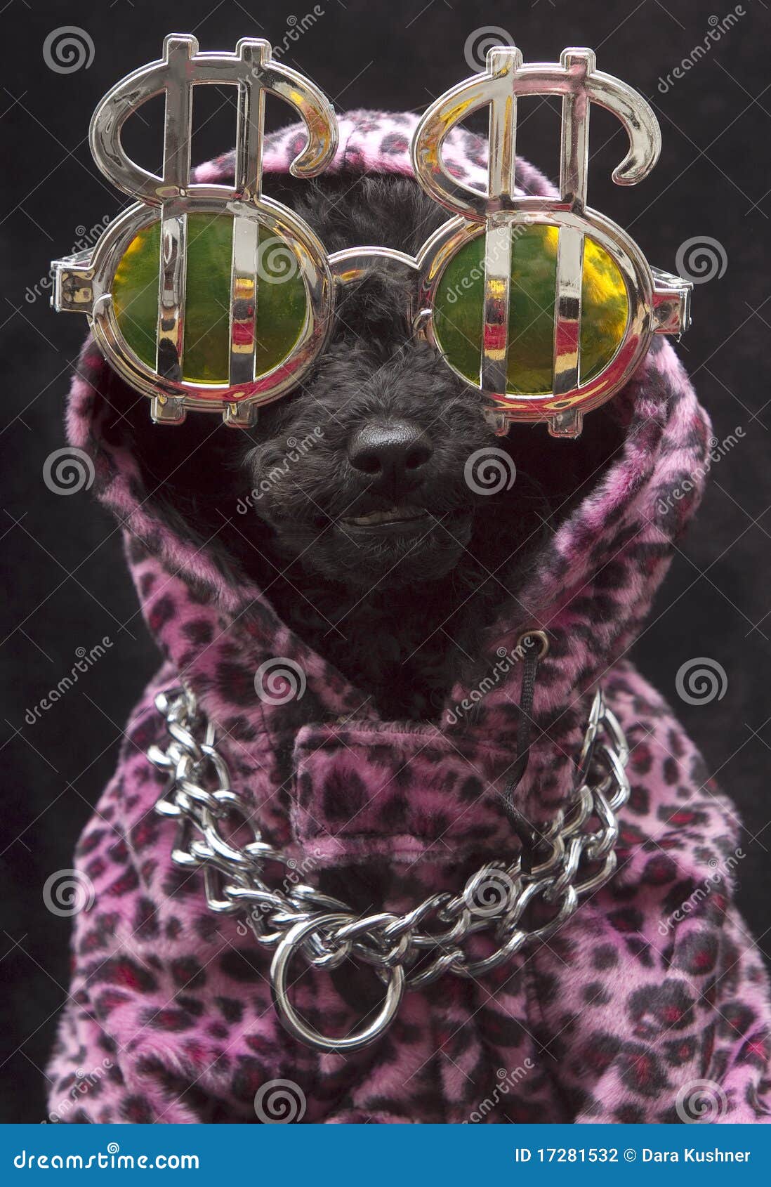 Dollar Sign Puppy stock photo. Image of black, silver - 17281532