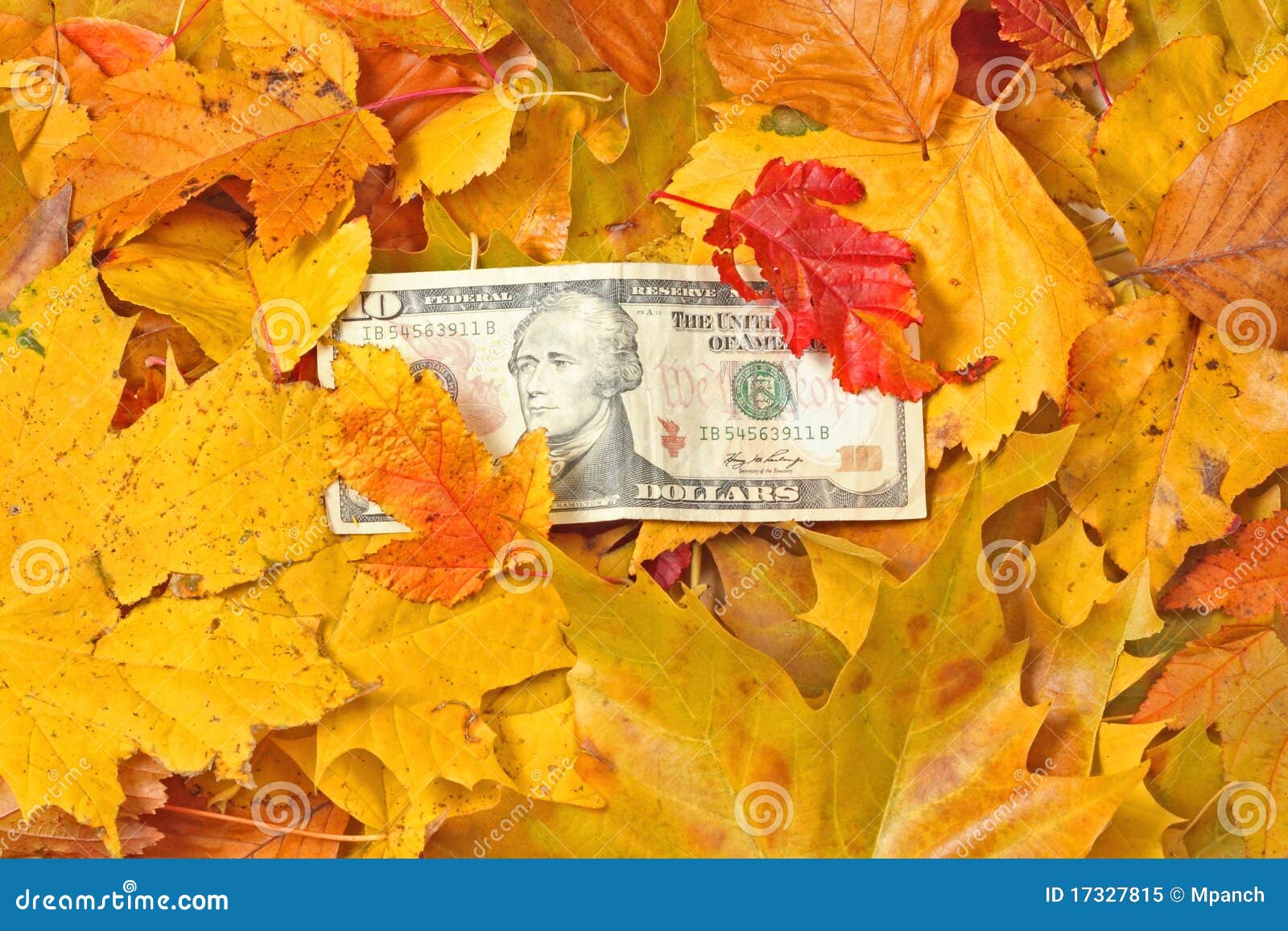 Dollar in Yellow Autumn Leaves Stock Image - Image of bank, page: 17327815