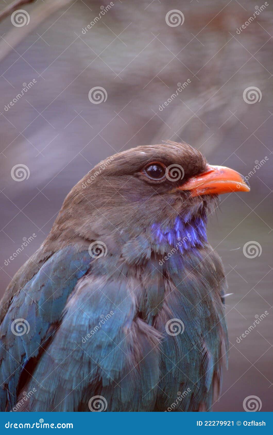 Dollarbird stock image. Image of australia, black, sitting - 22279921
