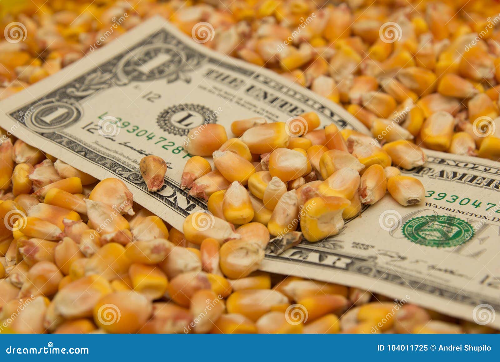 Dollars in corn stock image. Image of commercial, cereal - 104011725