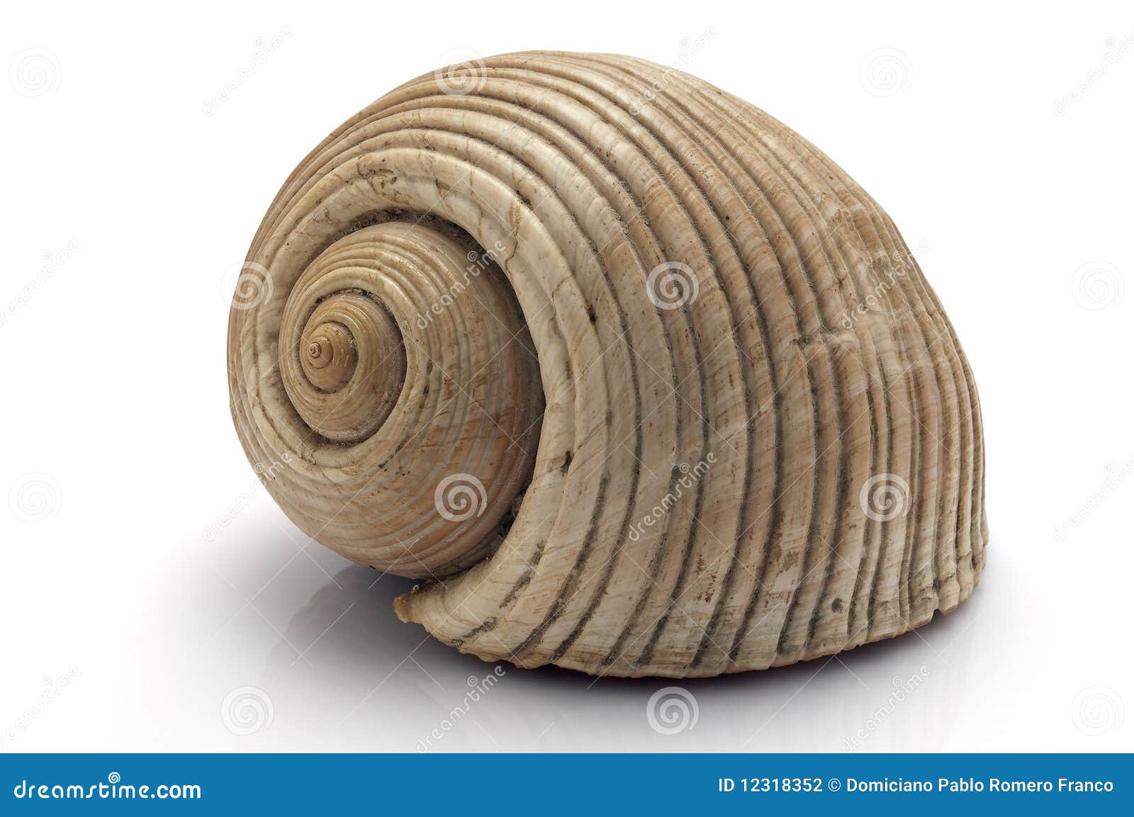 Dollium Galea stock photo. Image of beach, pattern, colorful - 12318352