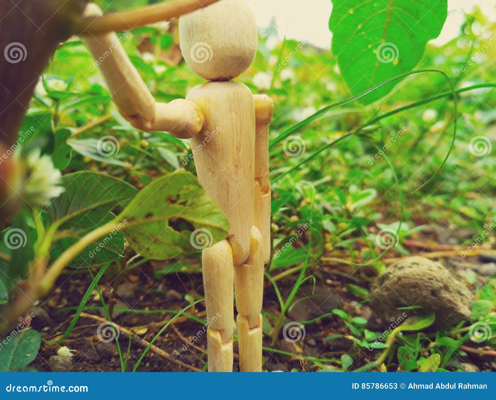 Dolls Wood stock image. Image of toys, nature, tree, plants - 85786653