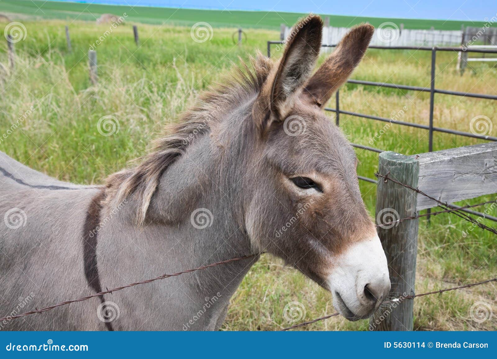 Dolly stock photo. Image of donkeys, farms, grass, fence - 5630114