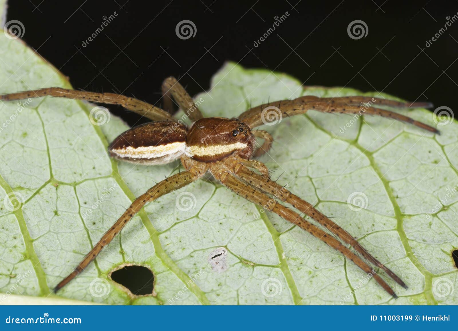 Dolomedes Spider Sitting on Leaf. Stock Image - Image of animals, close ...