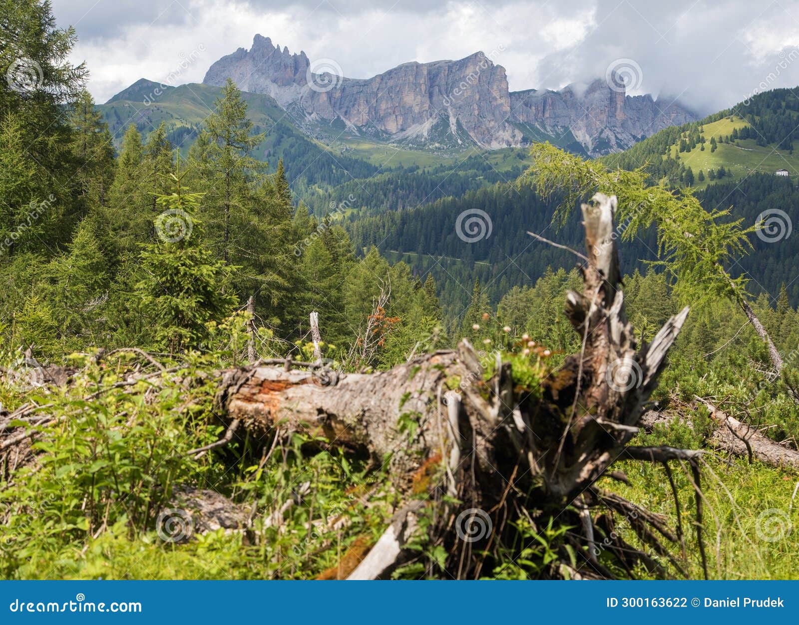 Dolomites Mountains with Uprooted Tree and Larch Forest Stock Photo ...