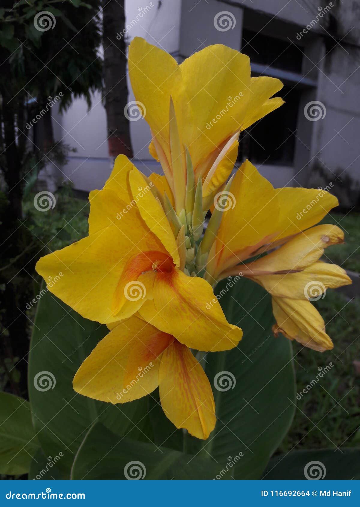 Dolon Chapa Flower with Rany Session Stock Photo - Image of dolon ...