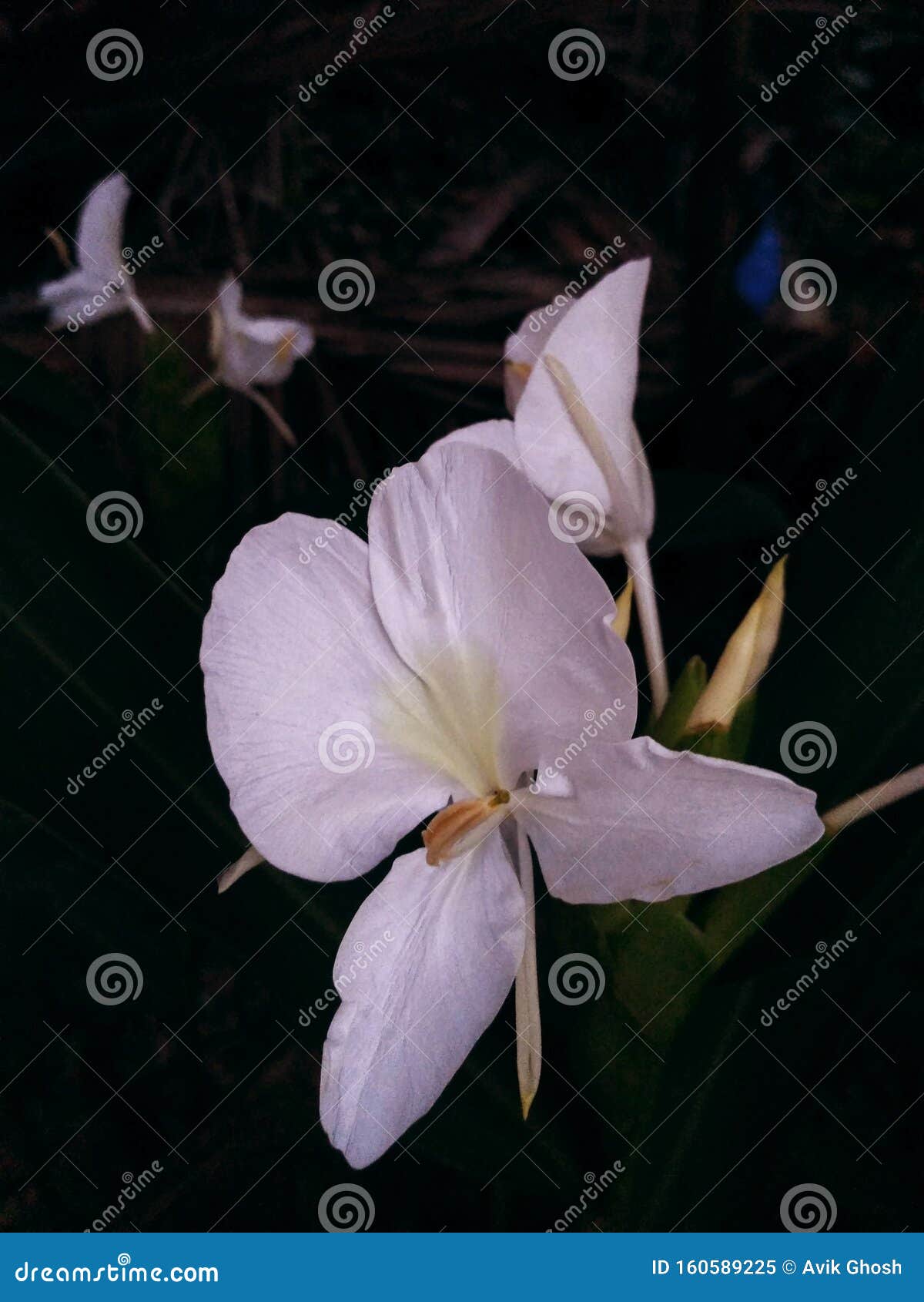 Chapa Stock Photos - Download 83 Royalty Free Photos