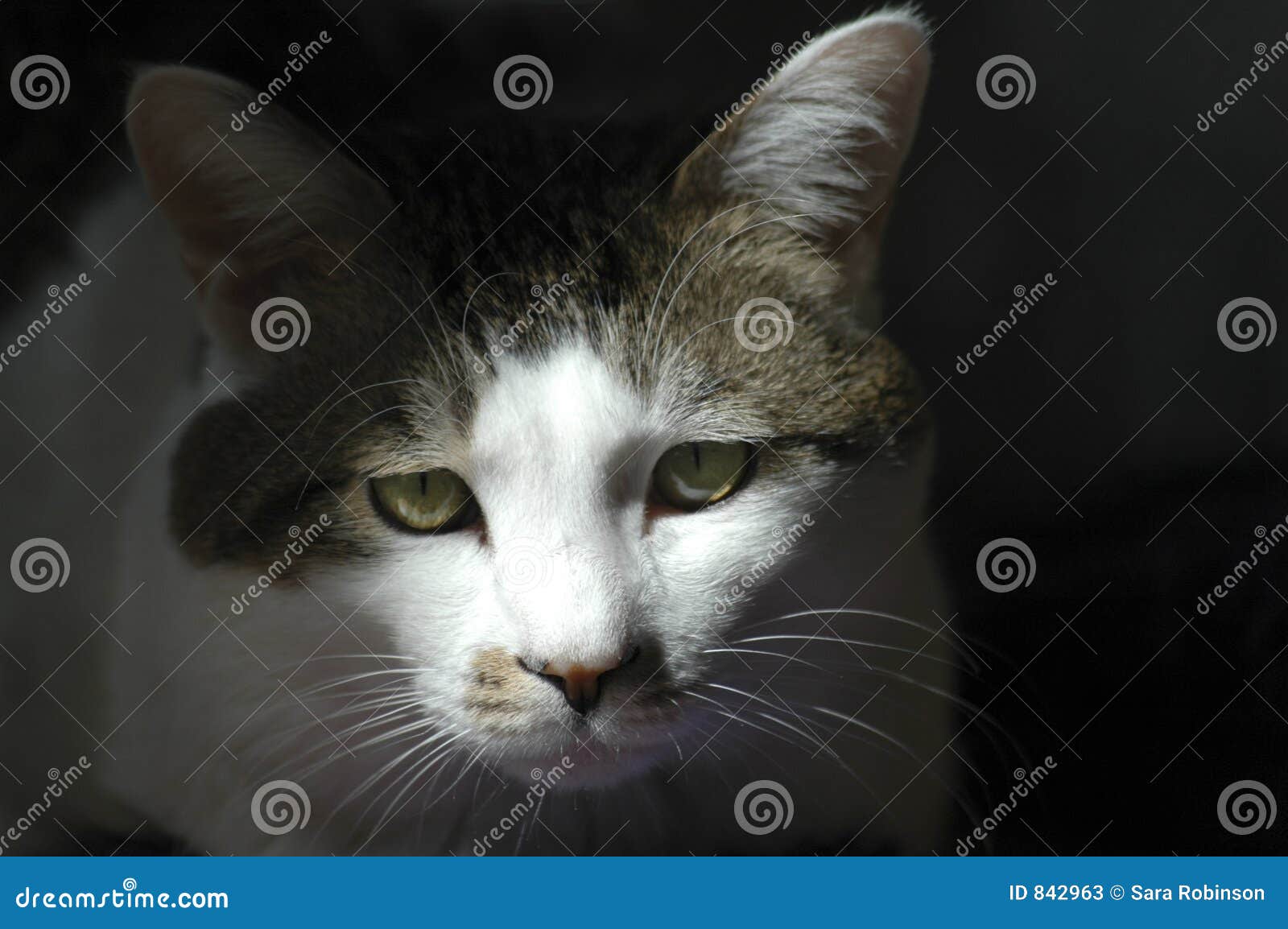 Dolorous Picture. Image: 842963