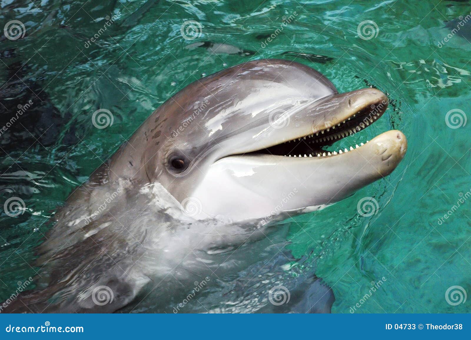 Dolphin stock image. Image of power, agility, strength, powerfull - 4733