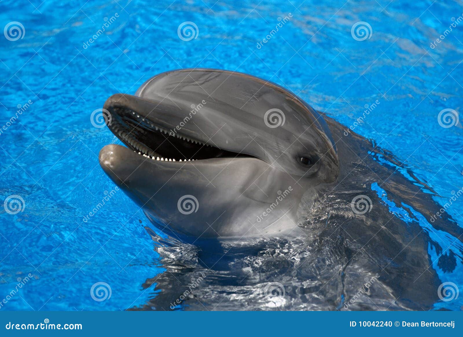 Dolphin stock photo. Image of animals, portrait, dolphonarium - 10042240