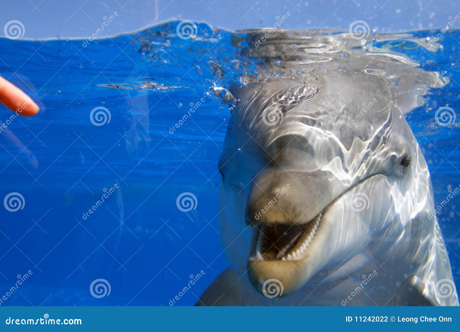 Dolphin stock photo. Image of marine, face, show, natural - 11242022