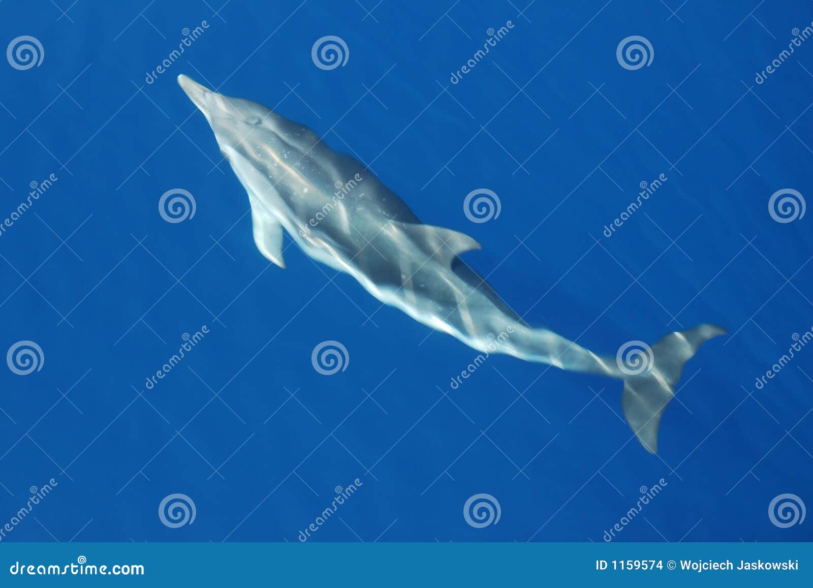 Dolphin stock photo. Image of jump, fast, nature, motion - 1159574