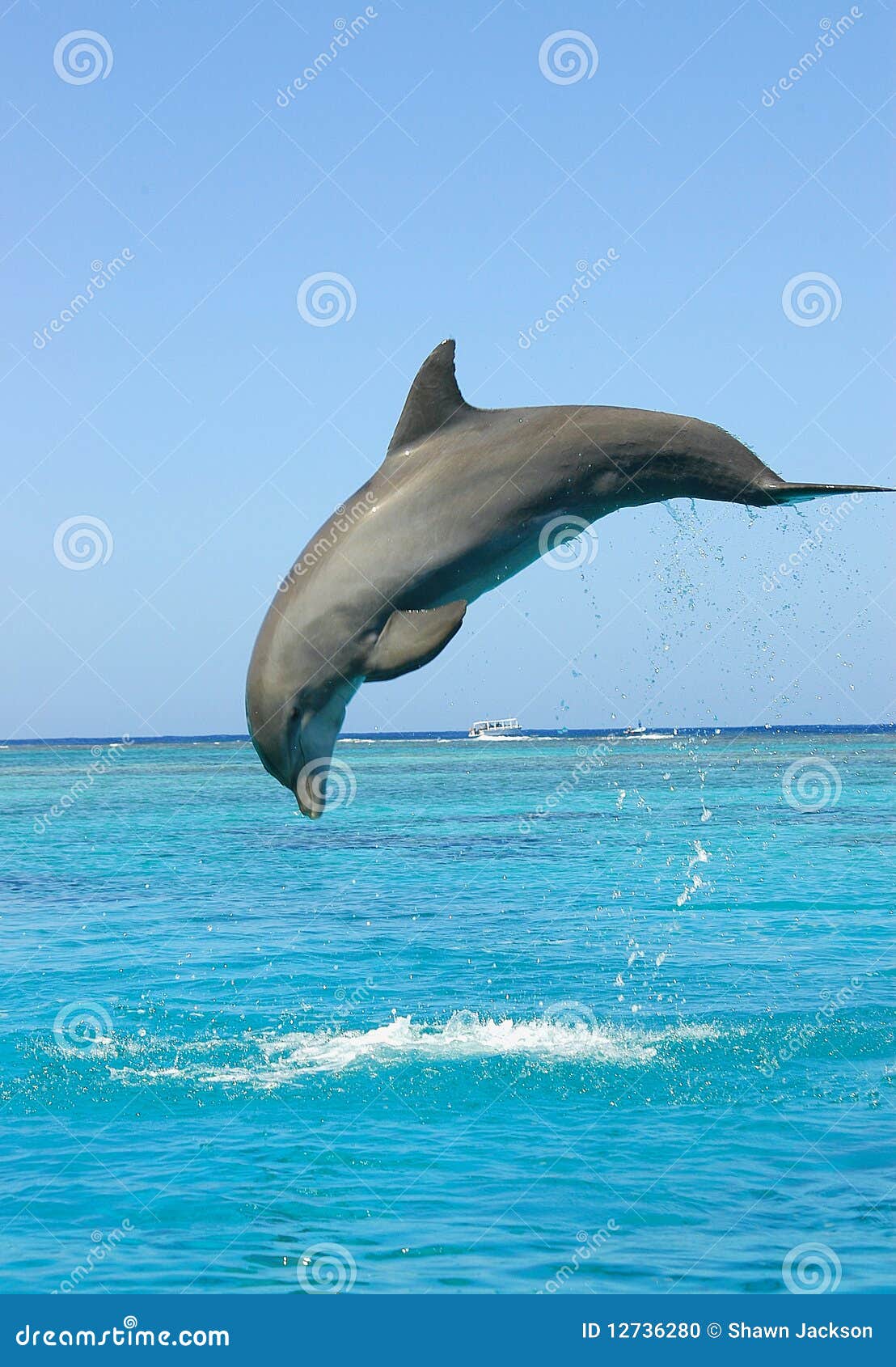 Dolphin stock photo. Image of blue, background, outside - 12736280