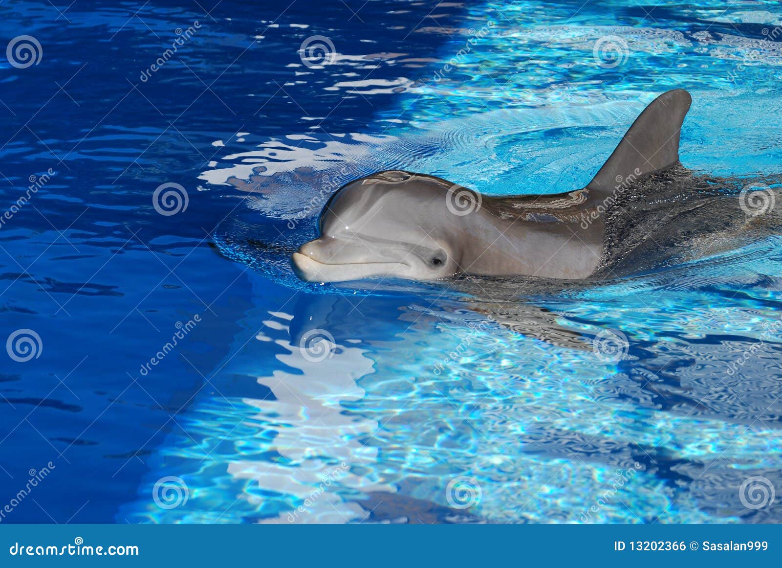 Dolphin stock photo. Image of surface, flipper, tricks - 13202366