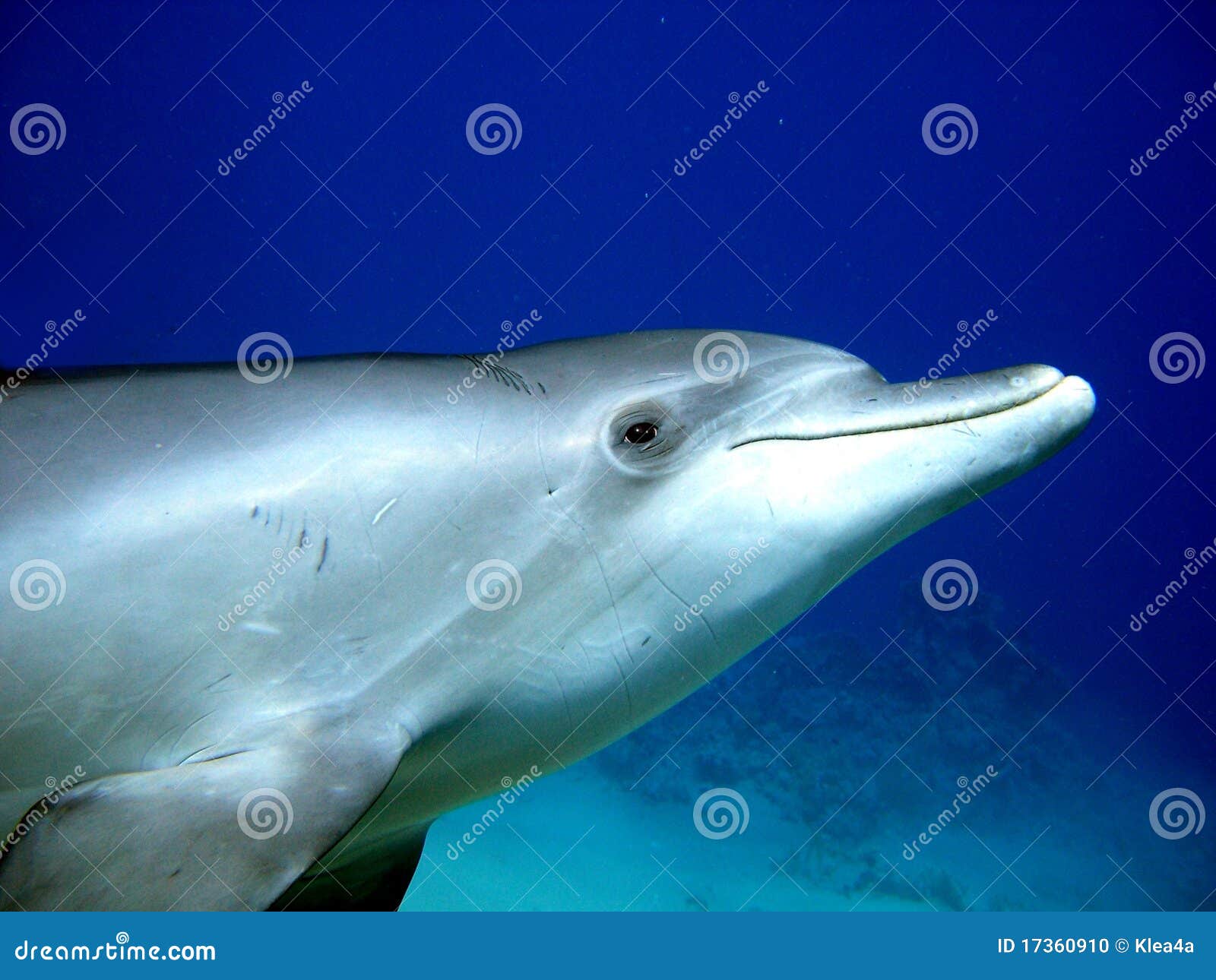 Dolphin stock photo. Image of dolphin, object, ocean - 17360910