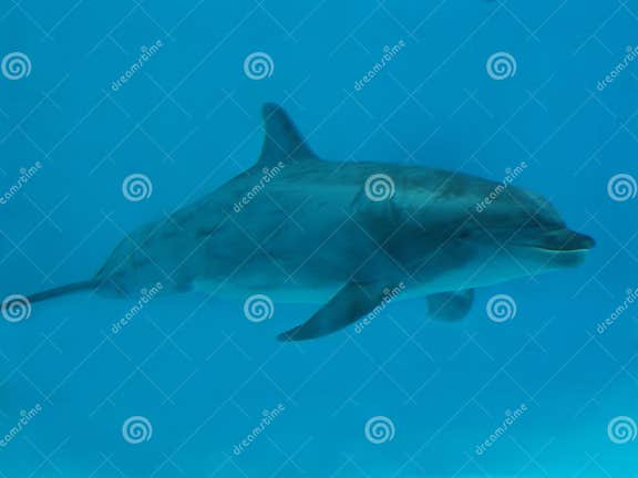 Dolphin stock photo. Image of cheerful, mouth, dolphin - 1751078