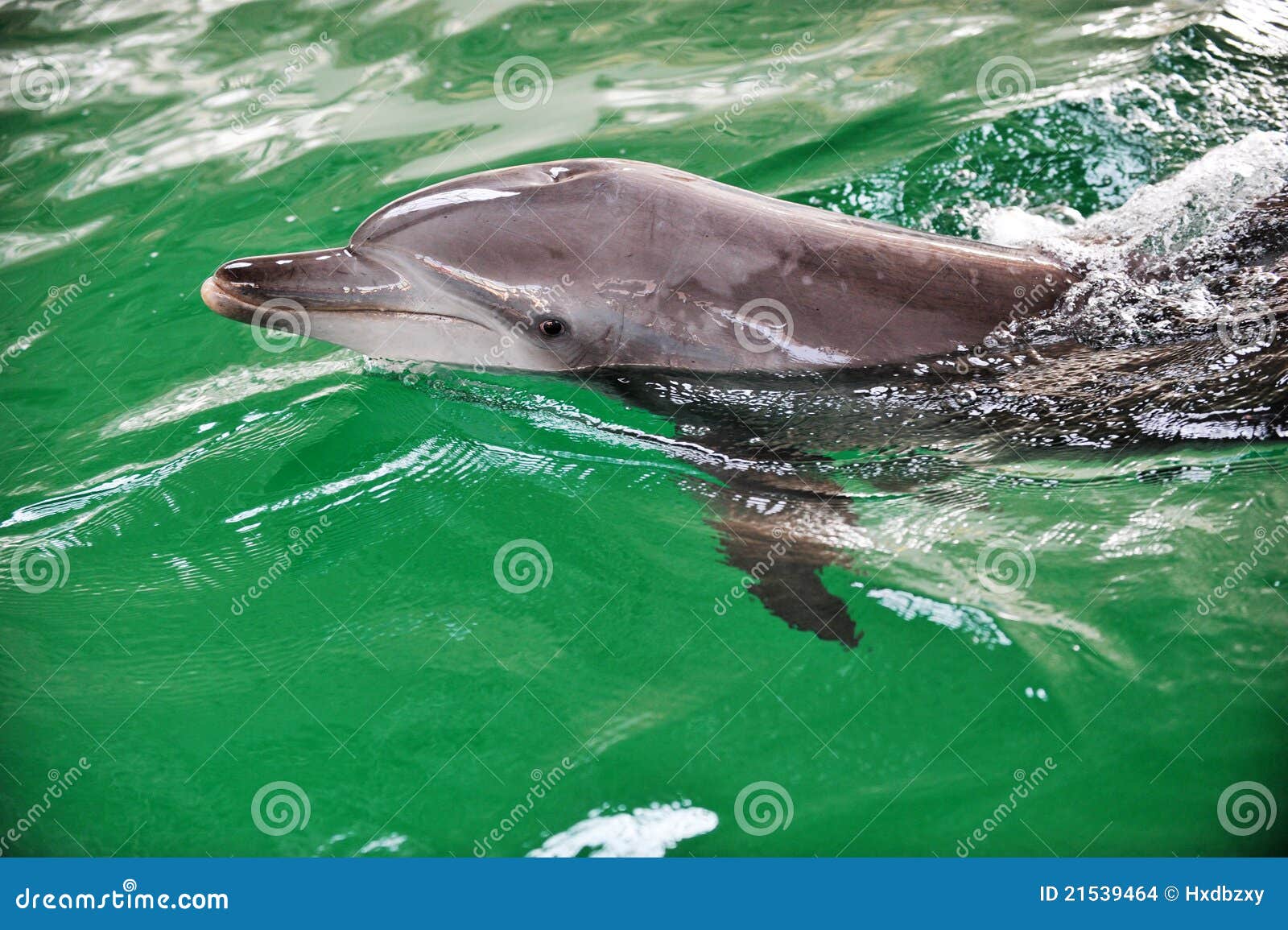 Dolphin stock photo. Image of outdoor, face, aquatic - 21539464