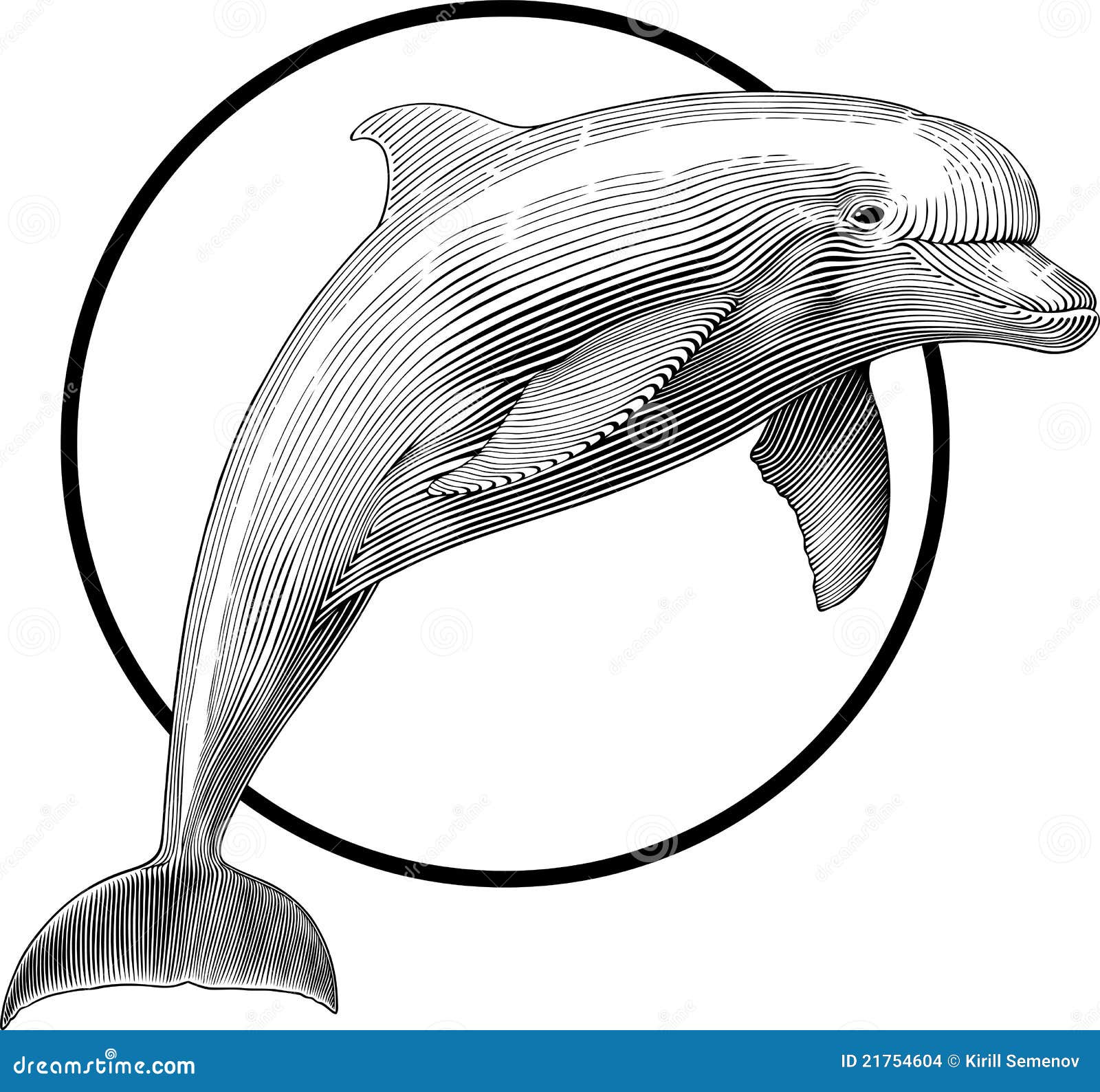 Dolphins Drawings Black And White