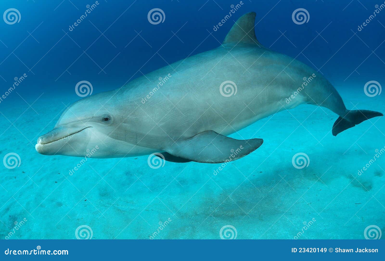 Dolphin stock image. Image of marine, outdoor, cetacea - 23420149