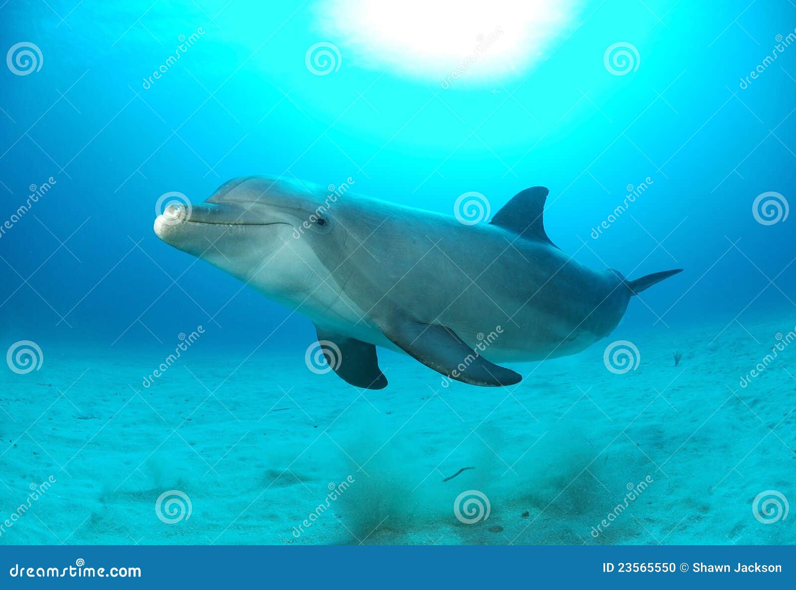 Dolphin stock photo. Image of animal, outside, ocean - 23565550