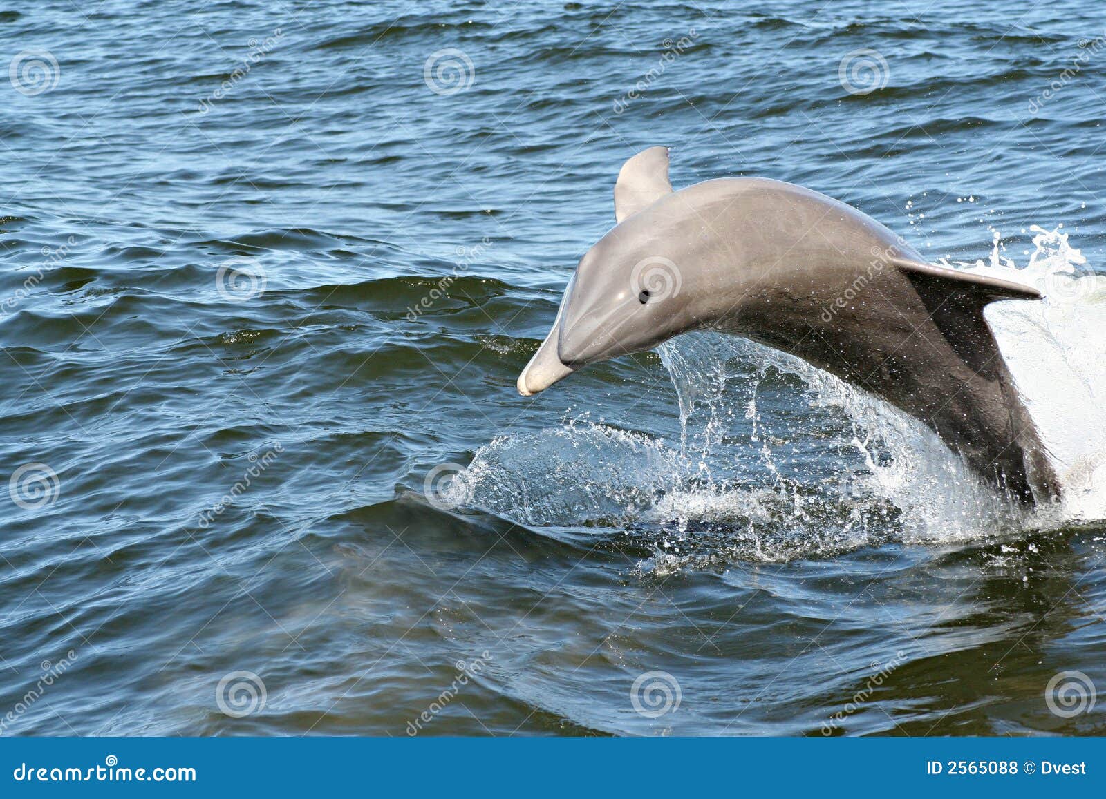 Dolphin stock photo. Image of jump, dolphin, marine, mammal - 2565088
