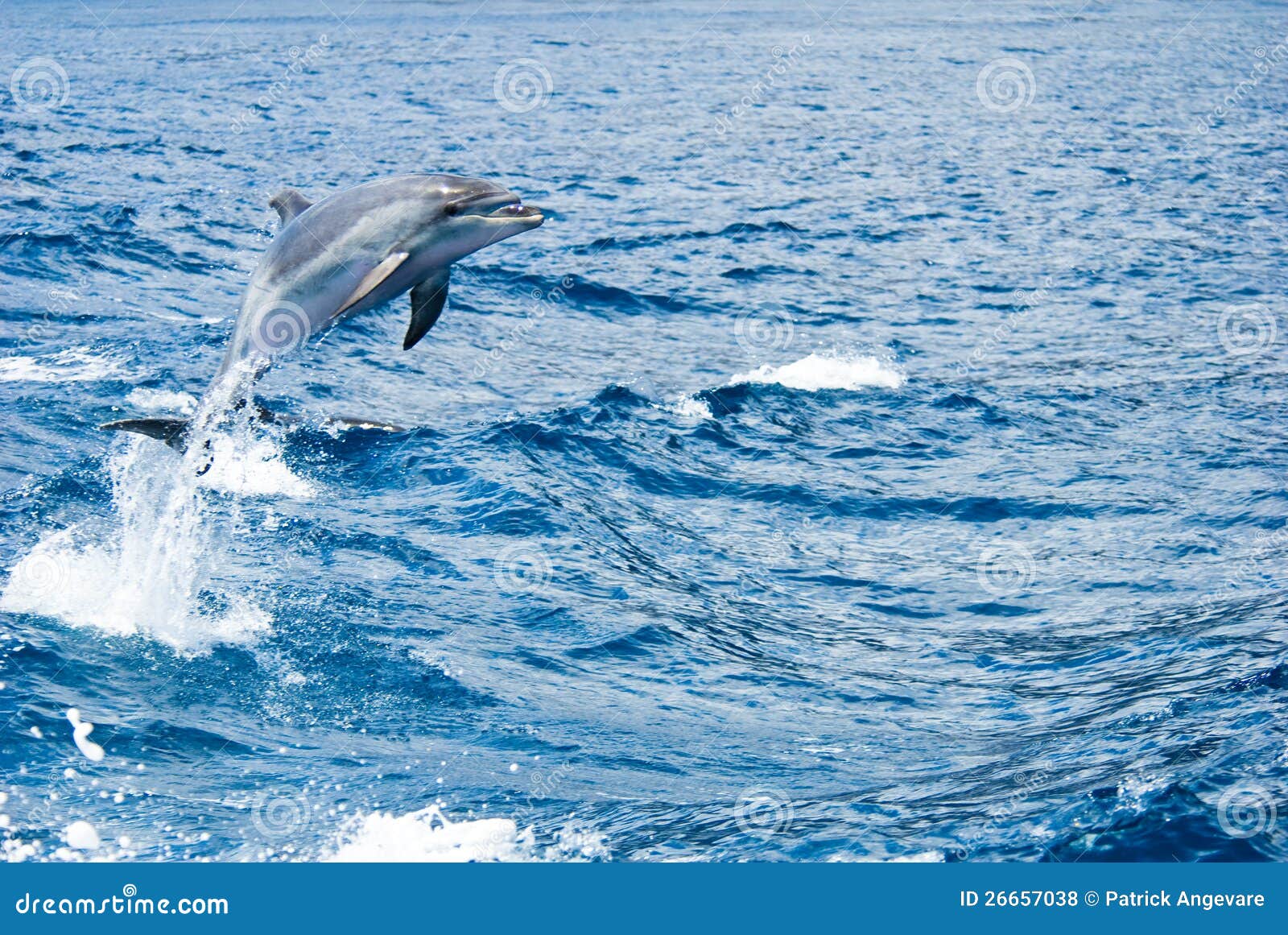 Dolphin stock photo. Image of europe, swim, water, dolphin - 26657038