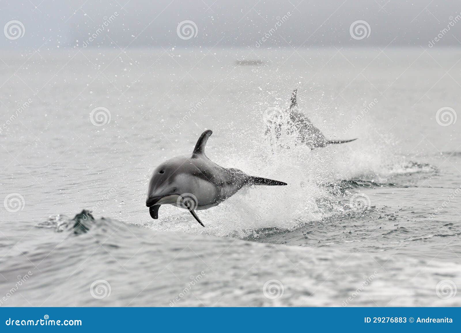 Dolphin stock image. Image of animals, british, lagenorhynchus - 29276883