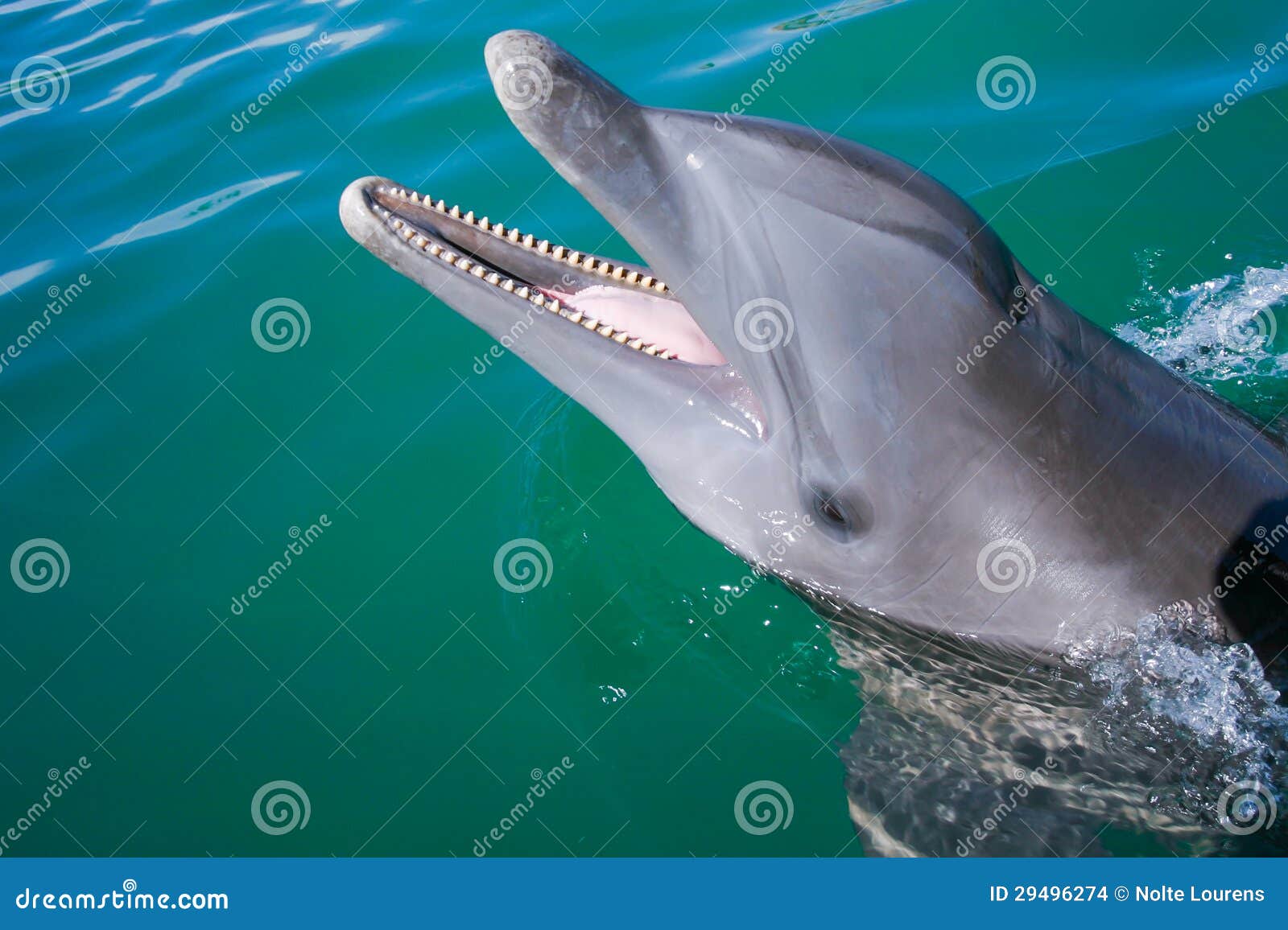 Dolphin stock photo. Image of animal, face, close, looking - 29496274