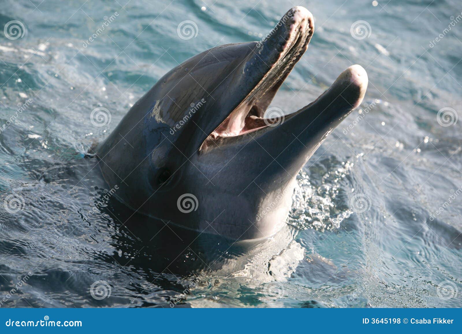 Dolphin stock photo. Image of laughs, nature, smiles, laughing - 3645198