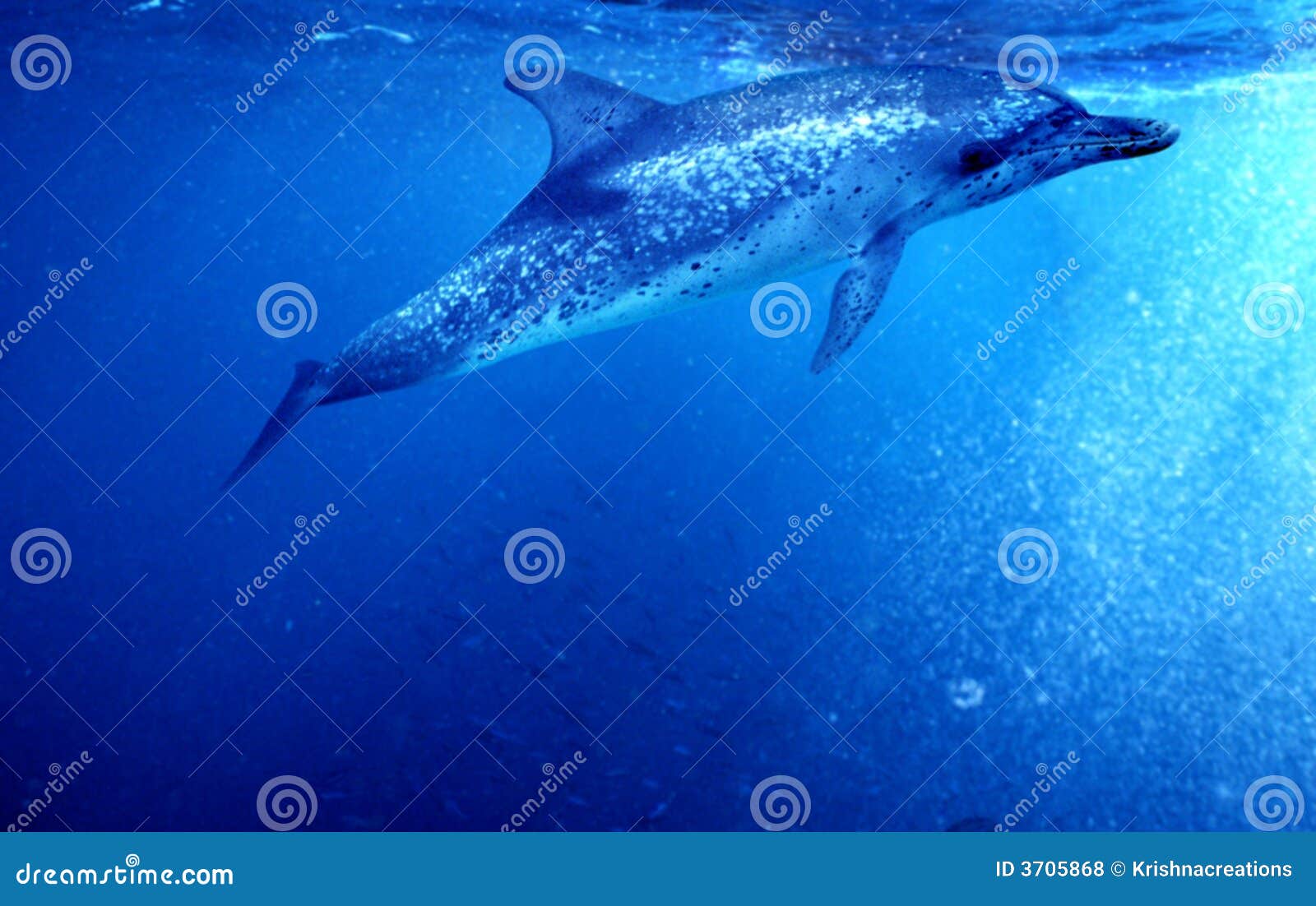 Dolphin stock photo. Image of deep, depth, gills, amazons - 3705868