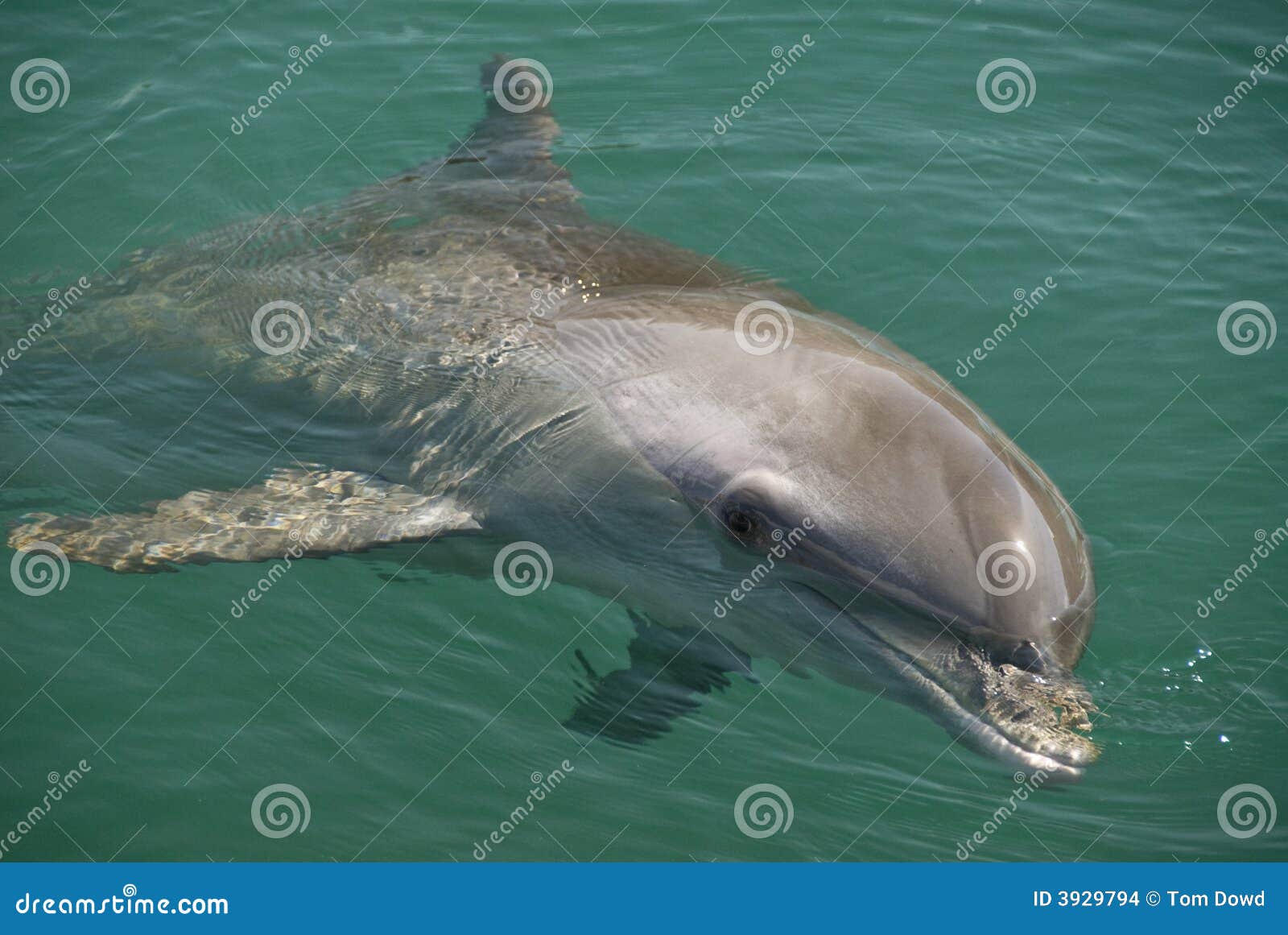 Dolphin stock photo. Image of underwater, pool, wildlife - 3929794