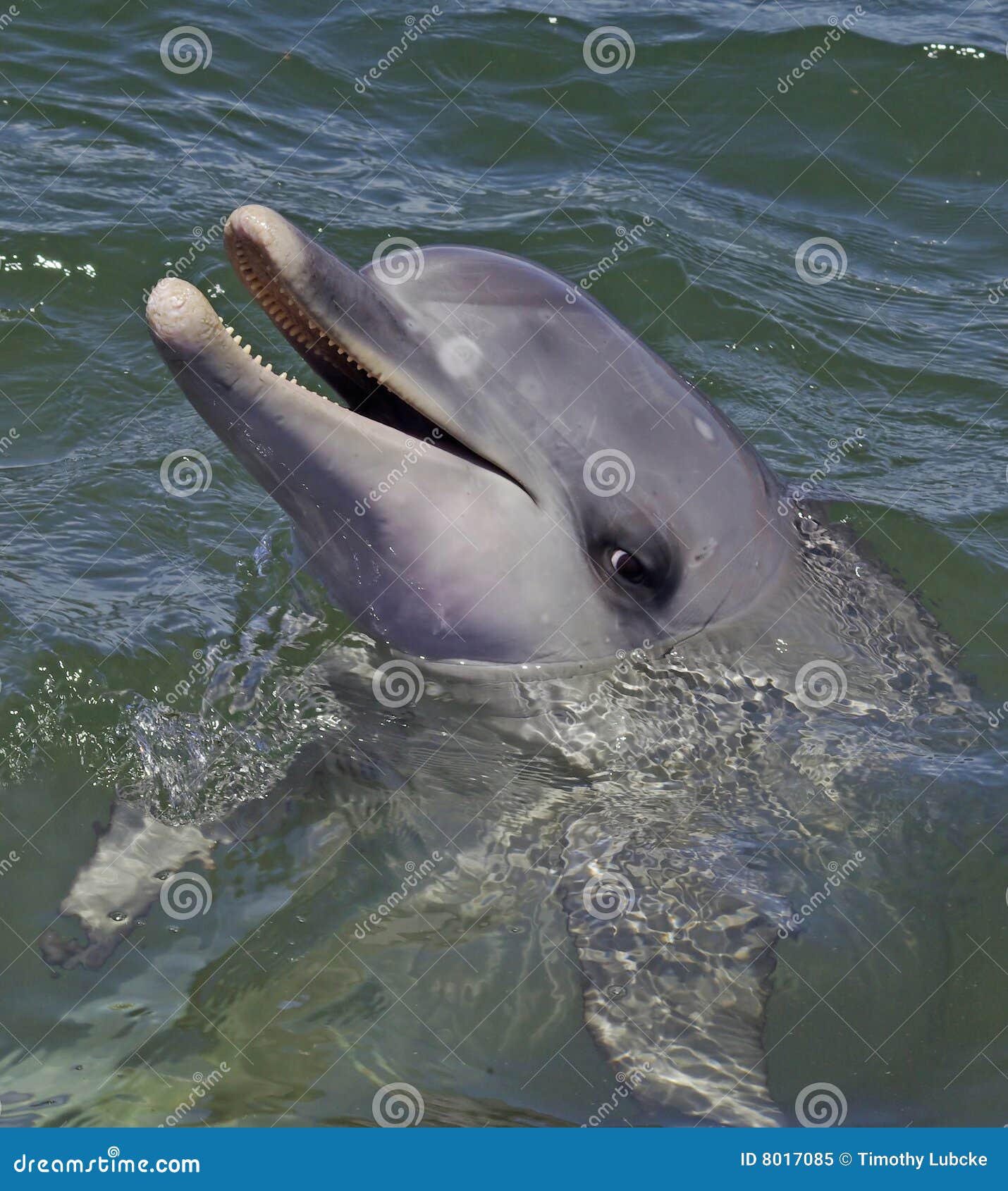 Dolphin stock image. Image of dolphin, nature, sealife - 8017085