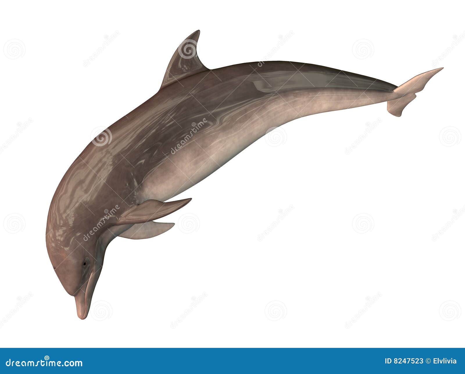Dolphin stock illustration. Illustration of wildlife, dolphin - 8247523