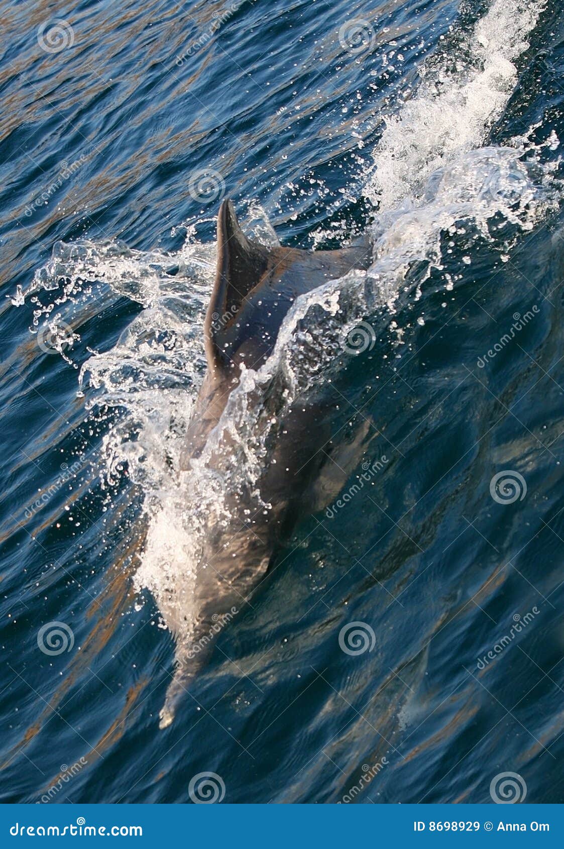 Dolphin stock image. Image of dolphin, energetic, active - 8698929