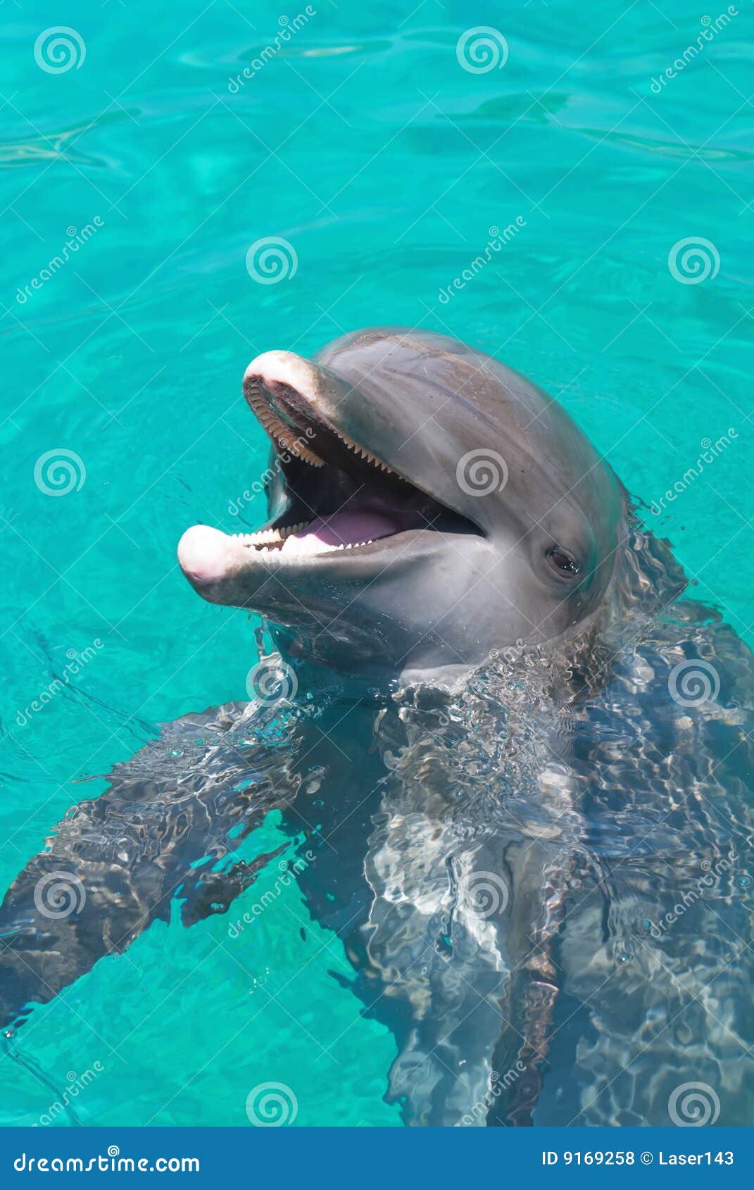 Dolphin stock photo. Image of life, playful, mouth, aquatic - 9169258