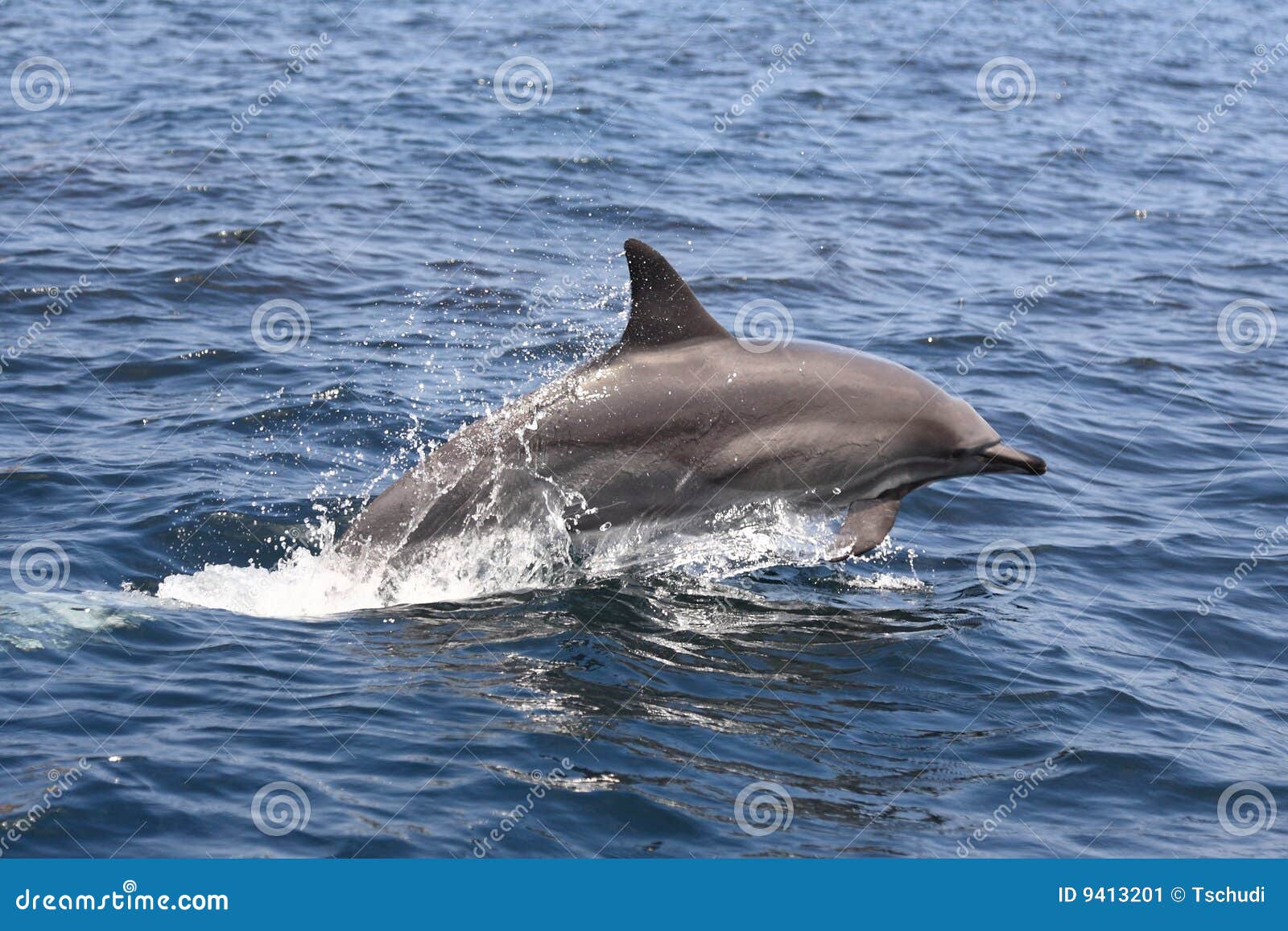 Dolphin stock image. Image of south, dolpin, jump, venezuela - 9413201