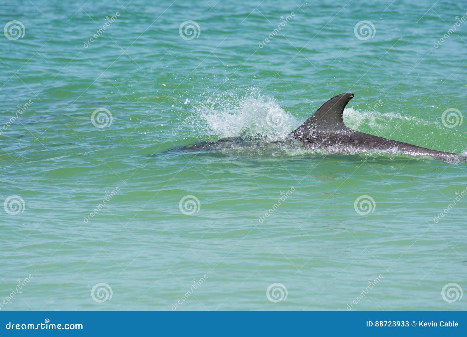 Dolphin above water stock image. Image of water, waters - 88723933
