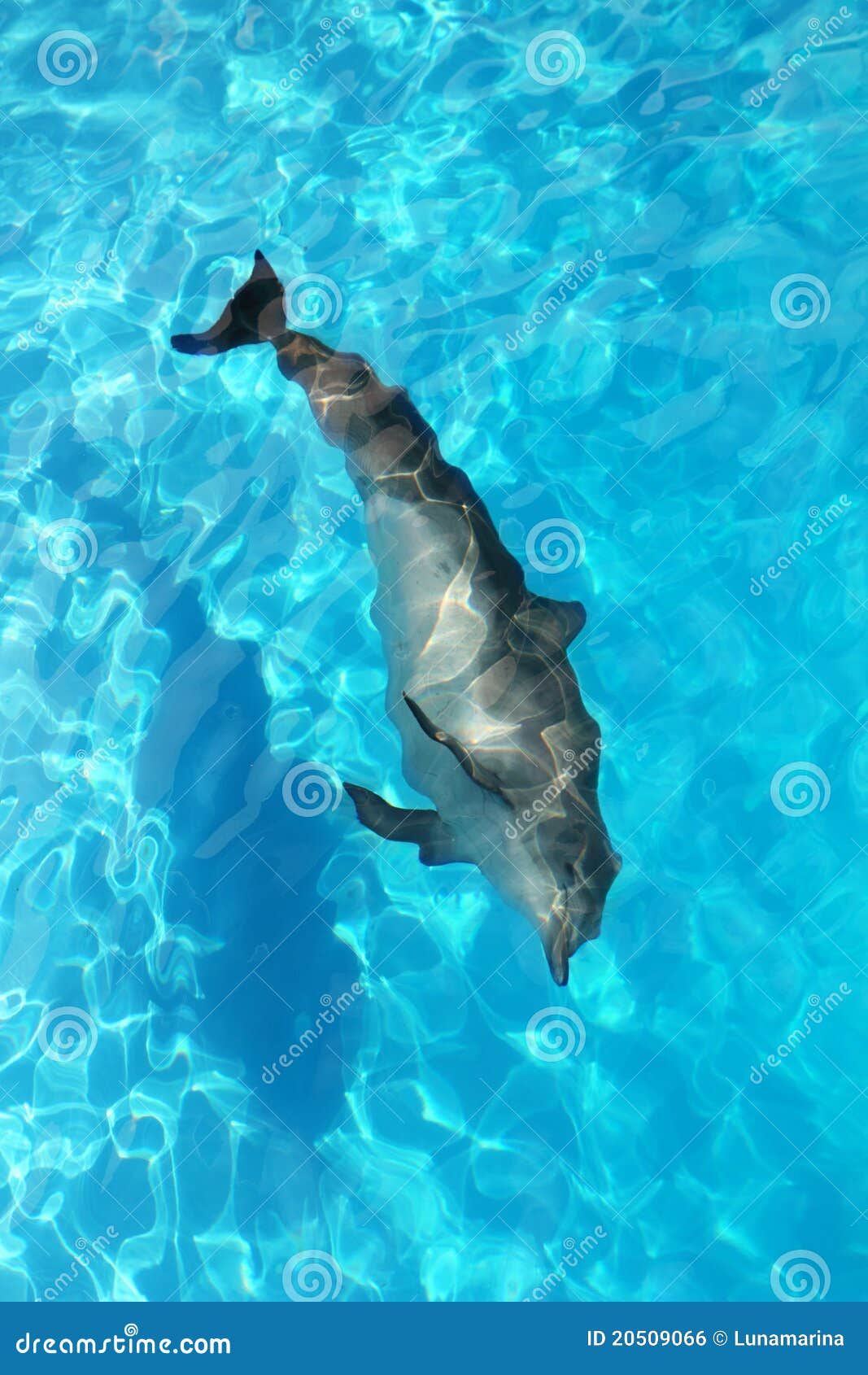 Dolphin Alone High Angle View Turquoise Water Stock Photo - Image of ...