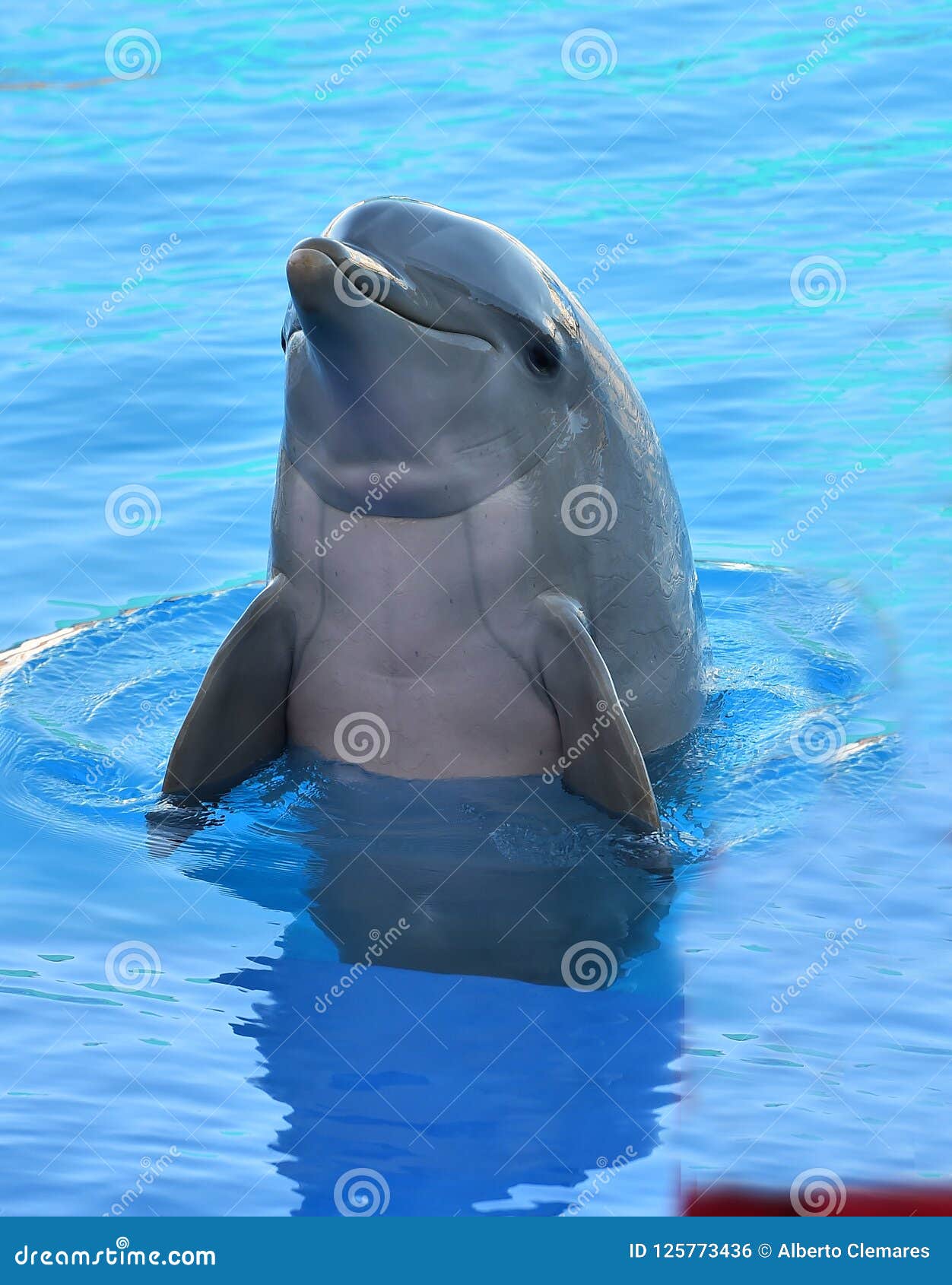 Dolphin in the aquarium stock photo. Image of water - 125773436