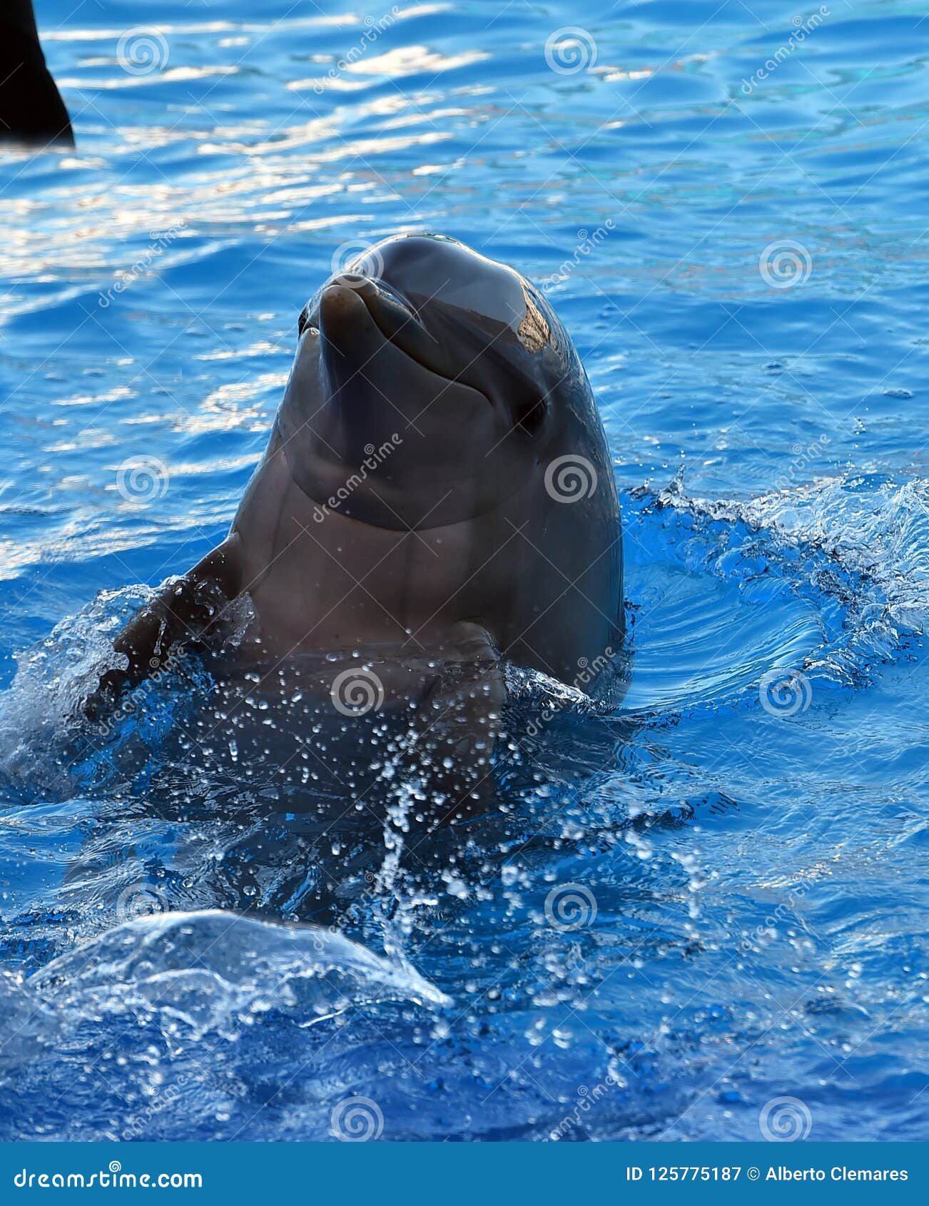 Dolphin in the aquarium stock image. Image of pool, marine - 125775187