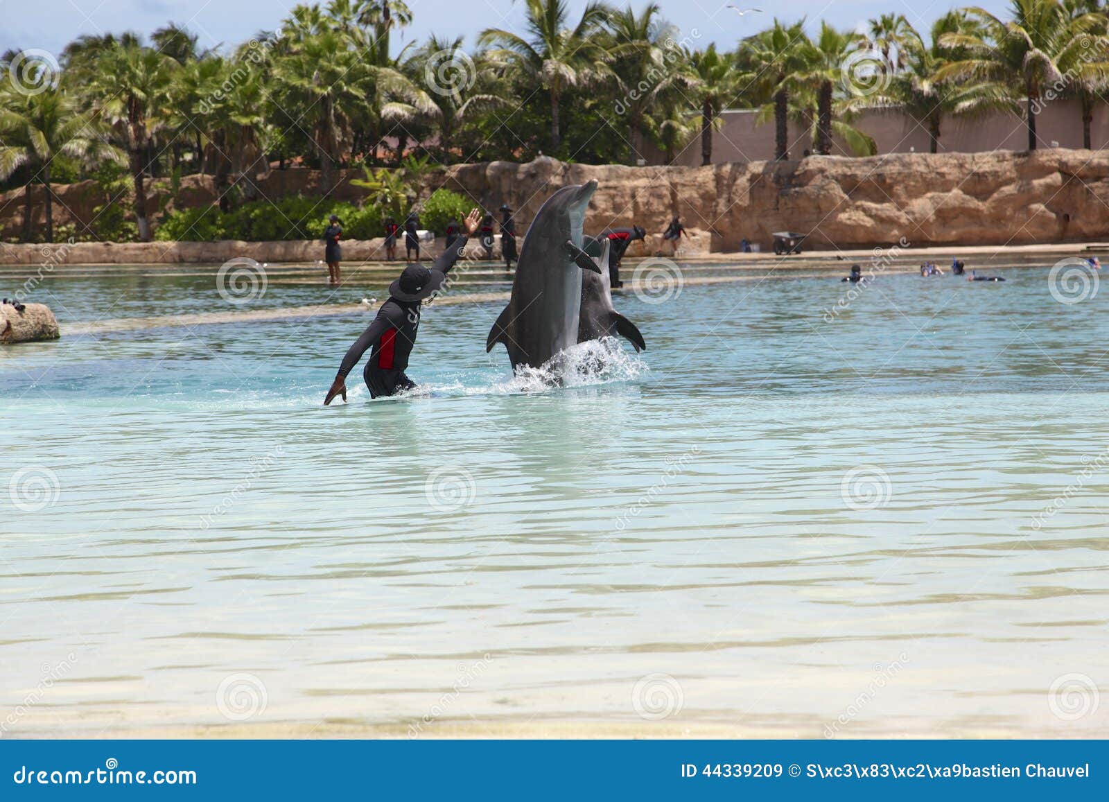 Dolphin at the Atlantis Hotel Editorial Stock Image - Image of bahamas ...